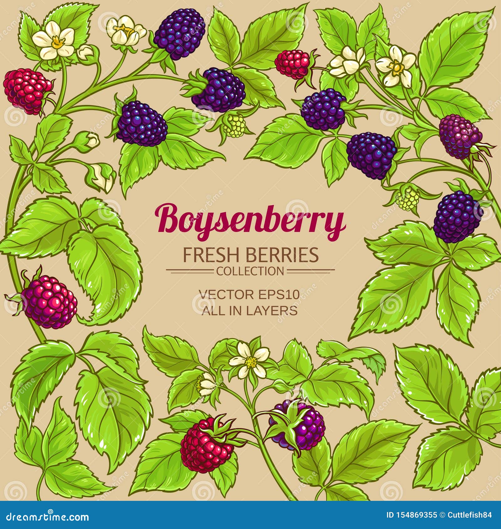 Boysenberry Vector Set | CartoonDealer.com #153798056