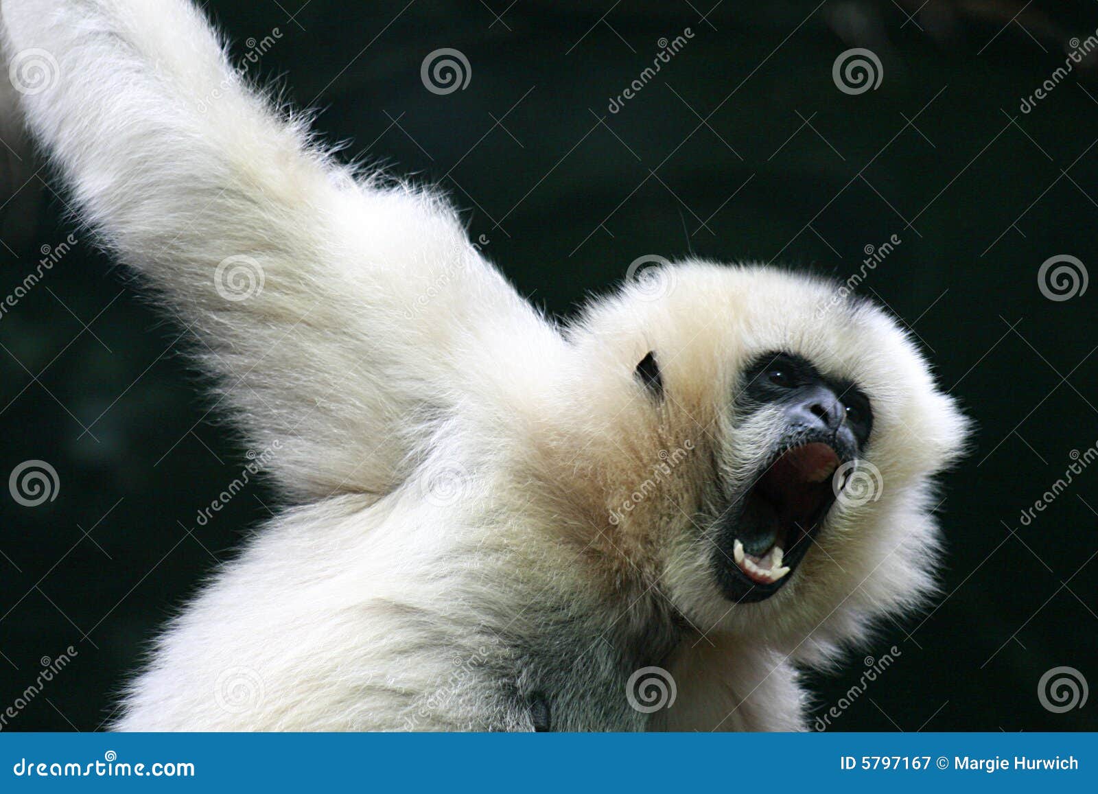 Boze aap stock afbeelding. Image of mond, huid, zwart - 5797167