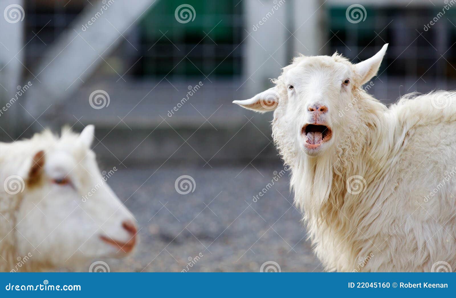 Boze Geit stock foto. Image of grappig, geit, geiten - 22045160