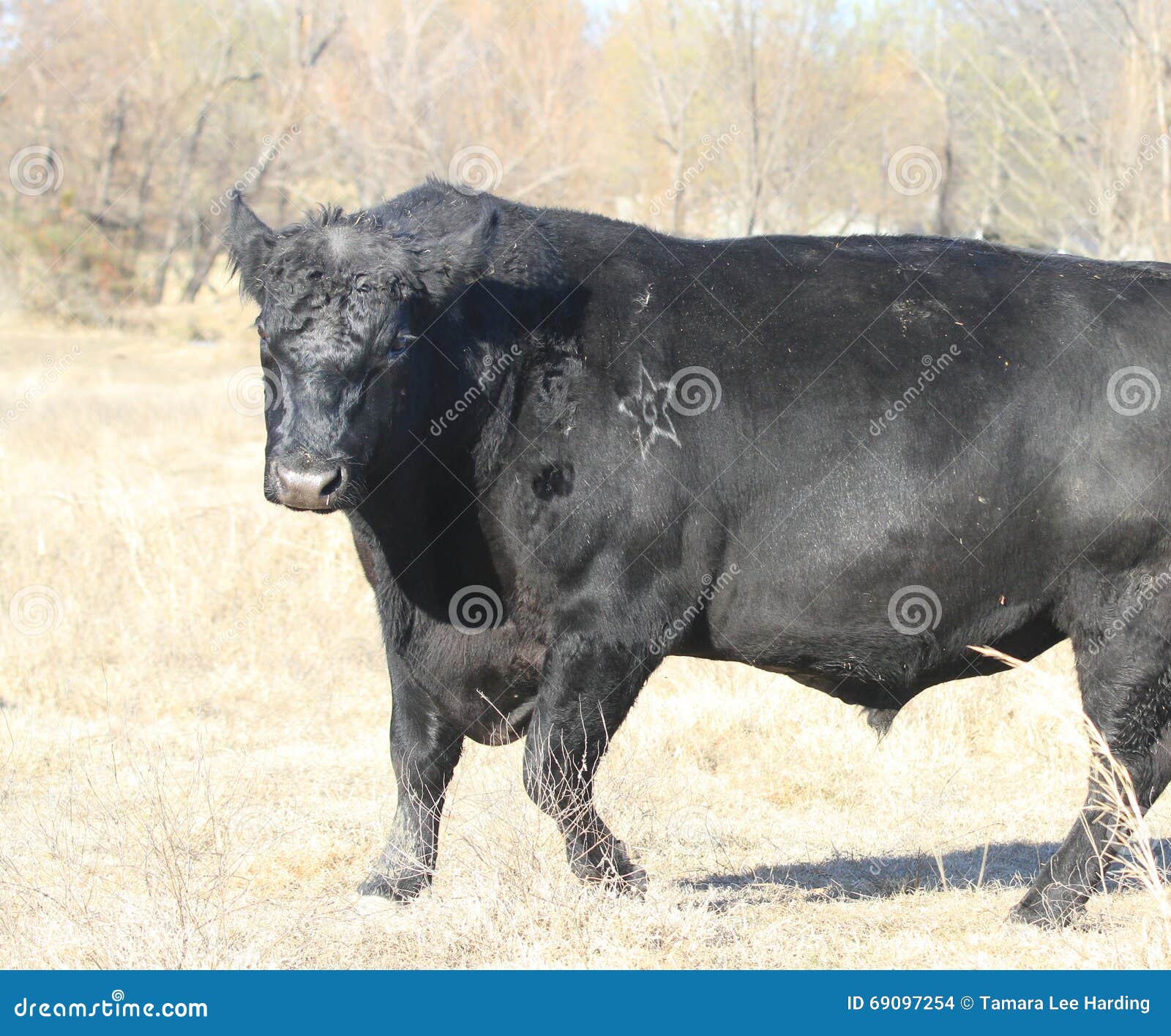 Boze of Gekke Stier Met Oren Achter Stock Foto - Image of voor ...