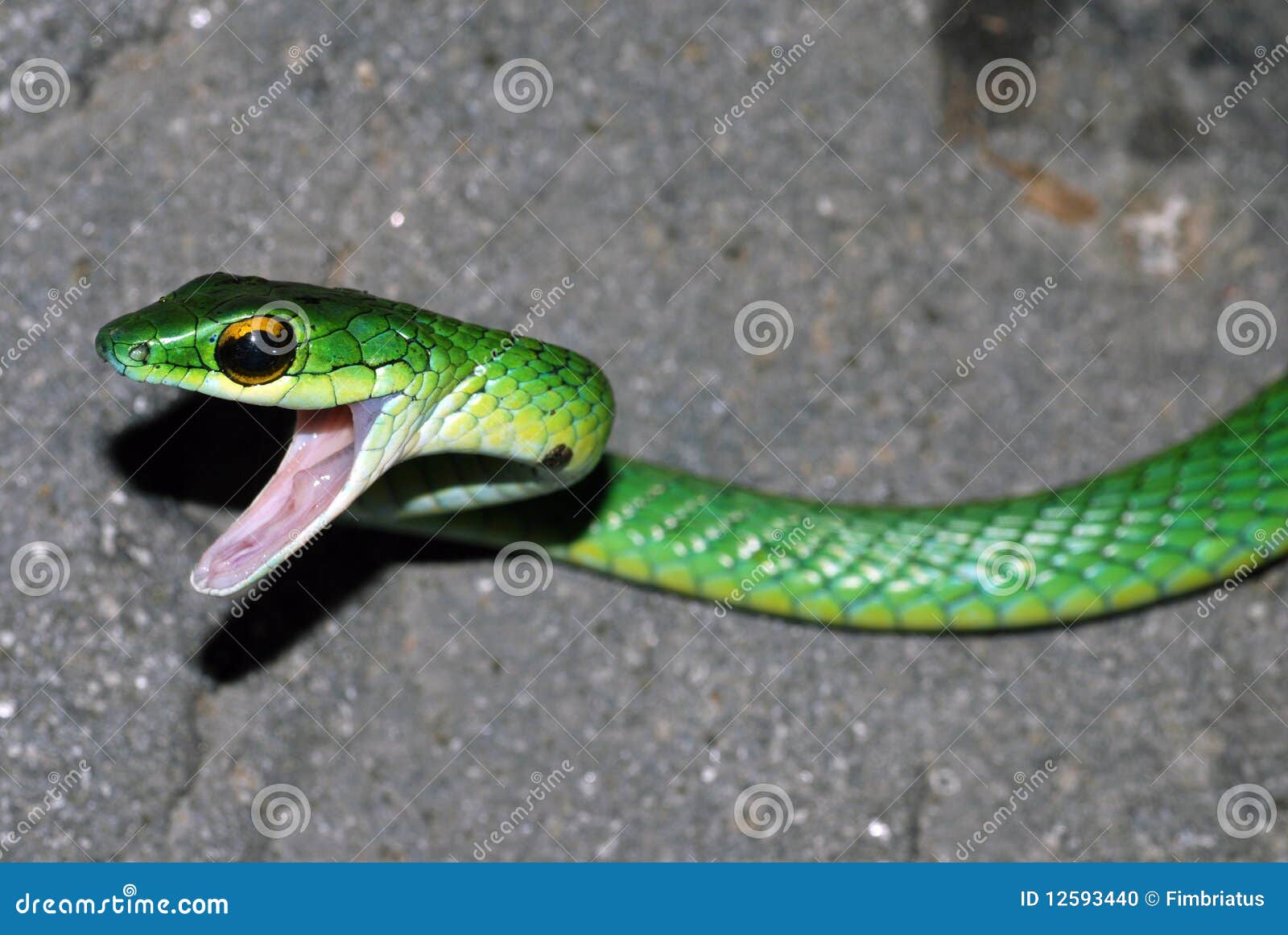 Boze Groene Slang in Costa Rica Stock Foto - Image of schaal, groot ...