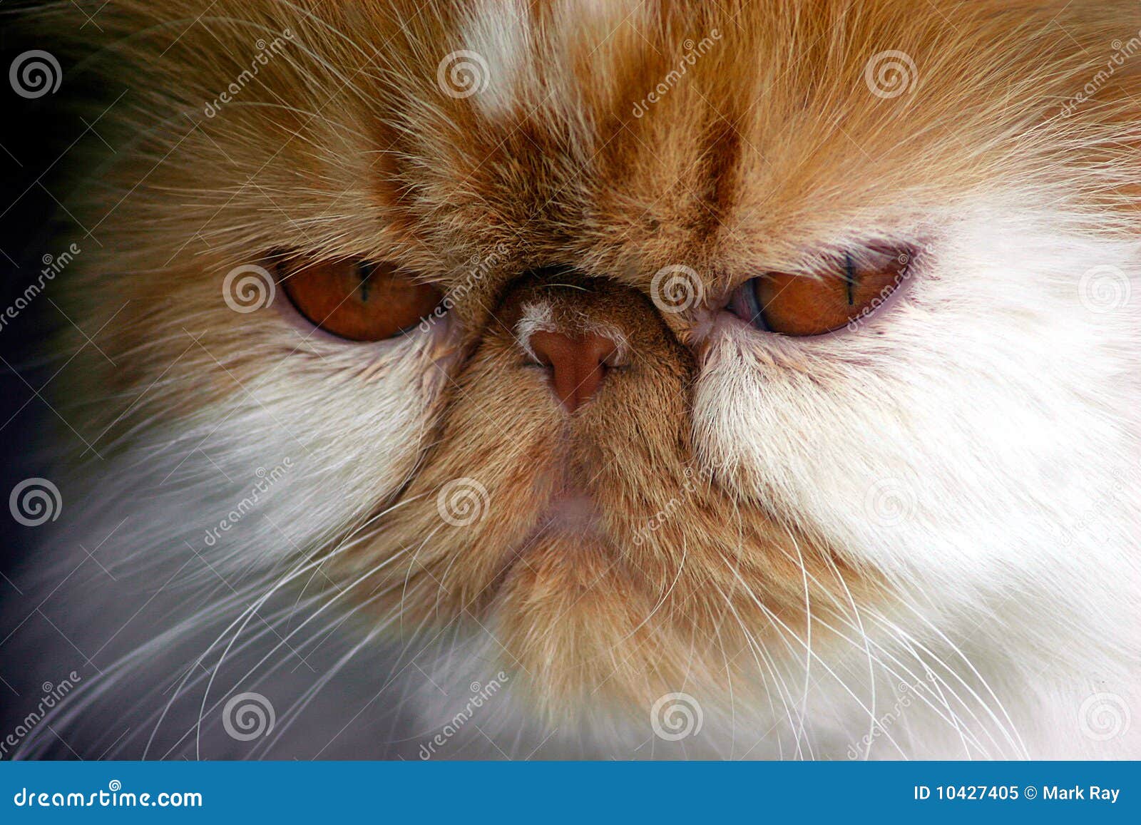 Boze Kat stock afbeelding. Image of huisdier, boos, bont - 10427405