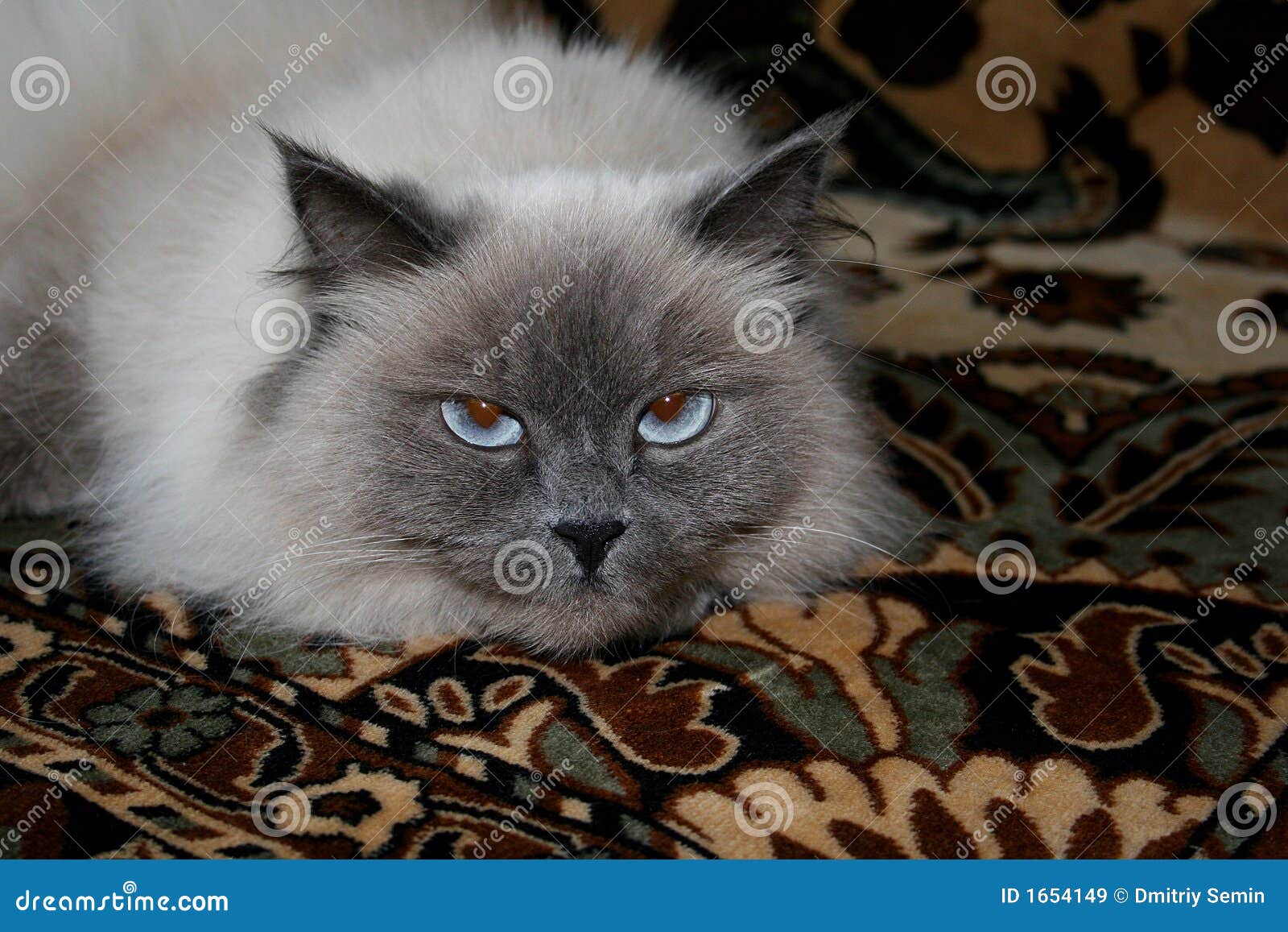 Boze kat stock afbeelding. Image of dier, wild, voorwerp - 1654149