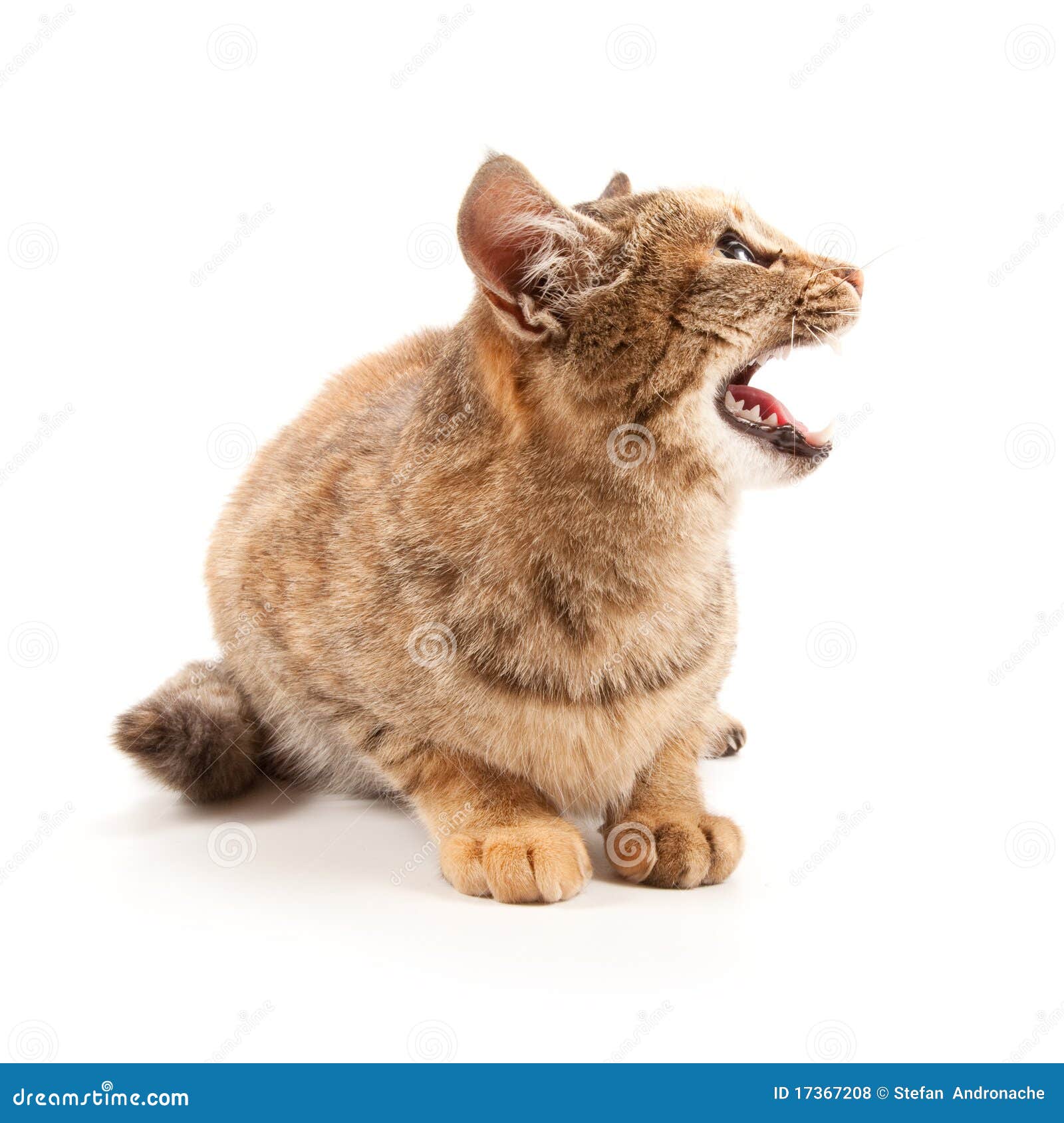 Boze kat stock foto. Image of zoogdier, aardig, geïsoleerd - 17367208