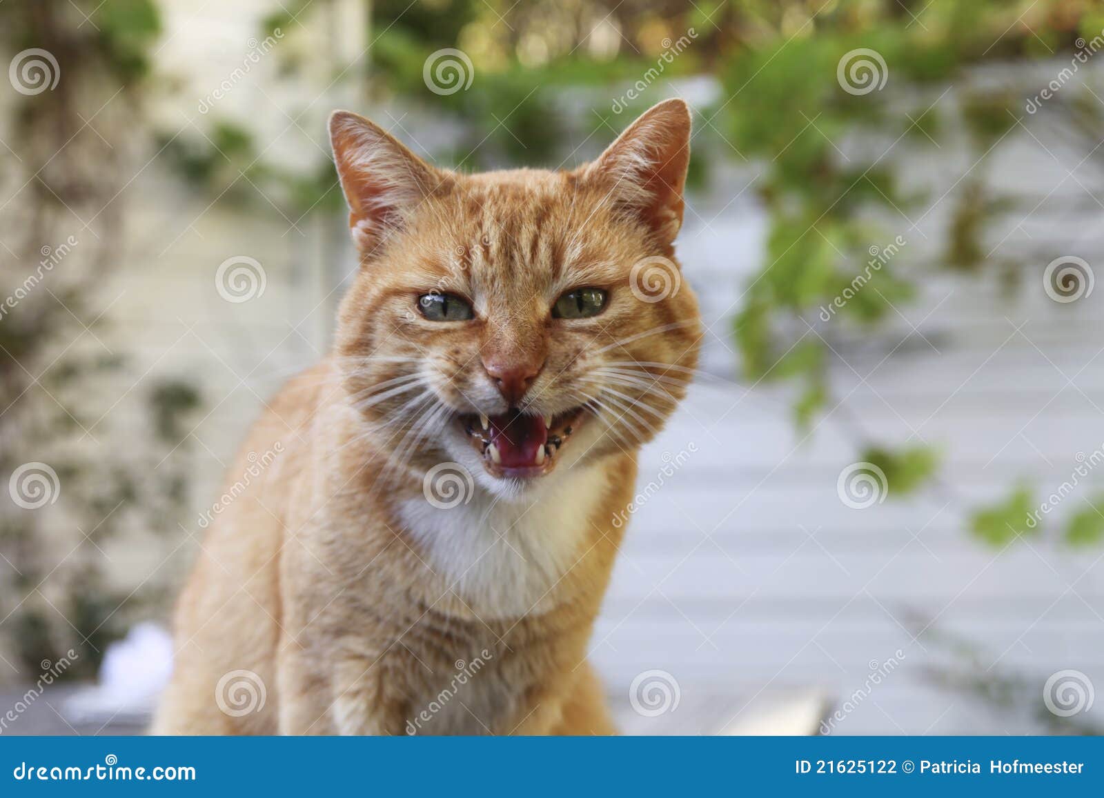 Boze kat stock foto. Image of binnenlands, huisdier, gapen - 21625122