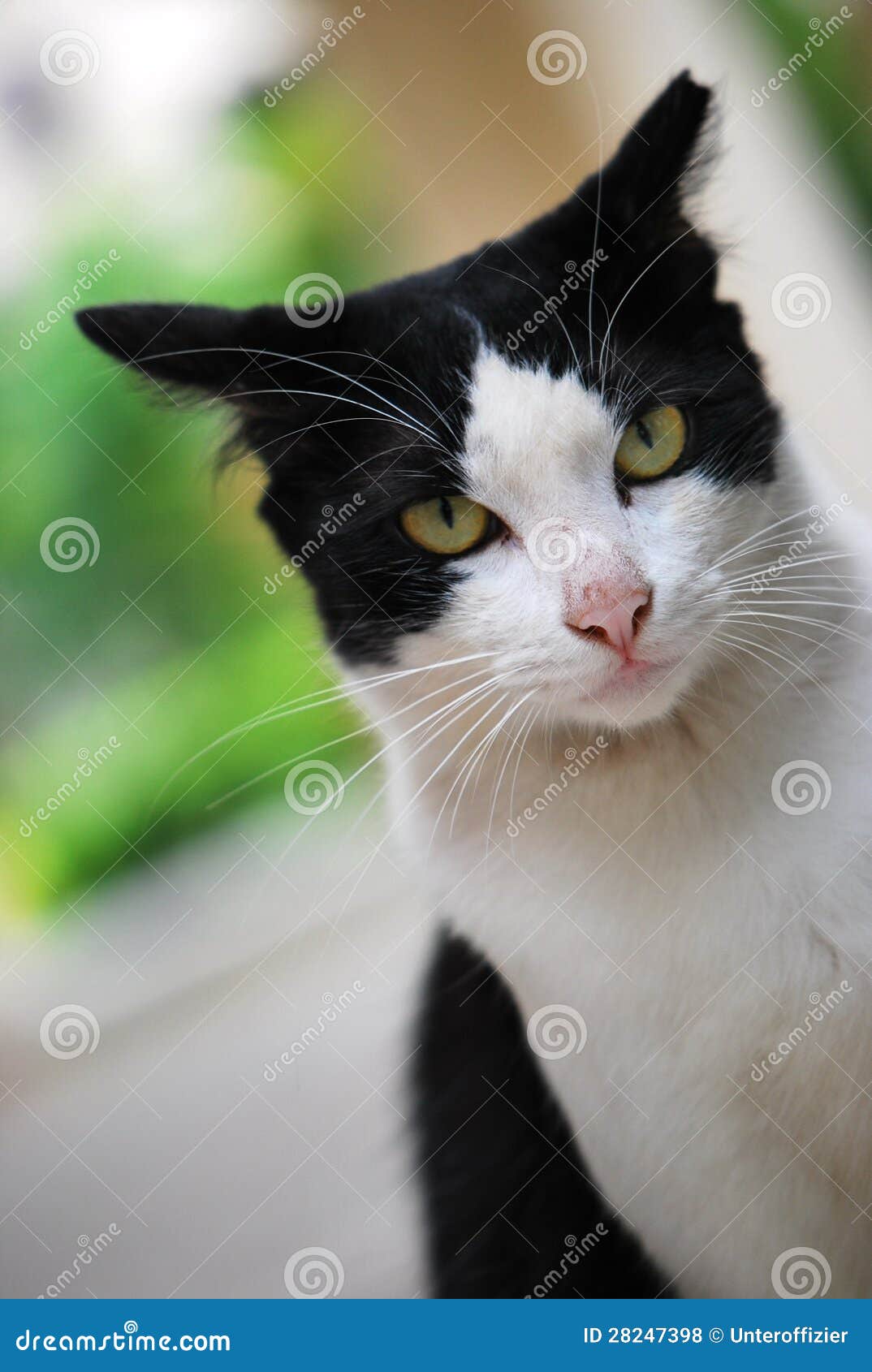 Boze Kat stock foto. Image of haar, griezelig, beet, zwerm - 28247398