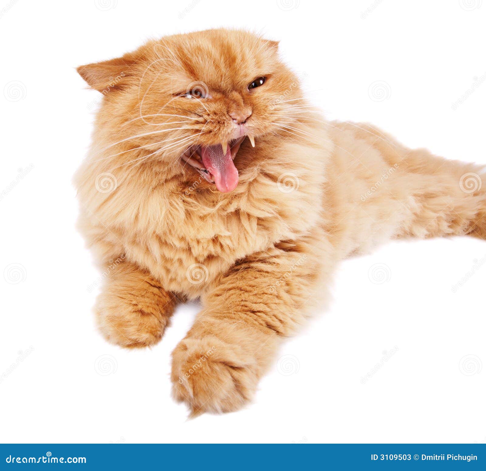 Boze kat stock afbeelding. Image of snuit, harig, rood - 3109503