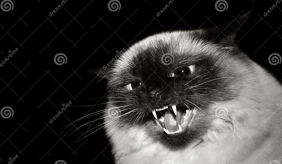 Boze kat stock afbeelding. Image of pret, punt, haar, zwart - 3290327