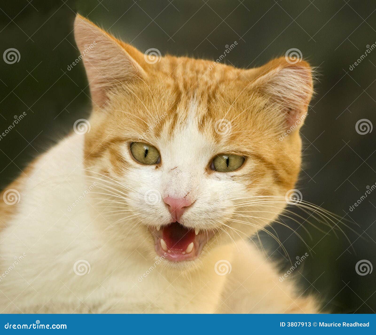 Boze Kat stock afbeelding. Image of maaien, rooskleurig - 3807913