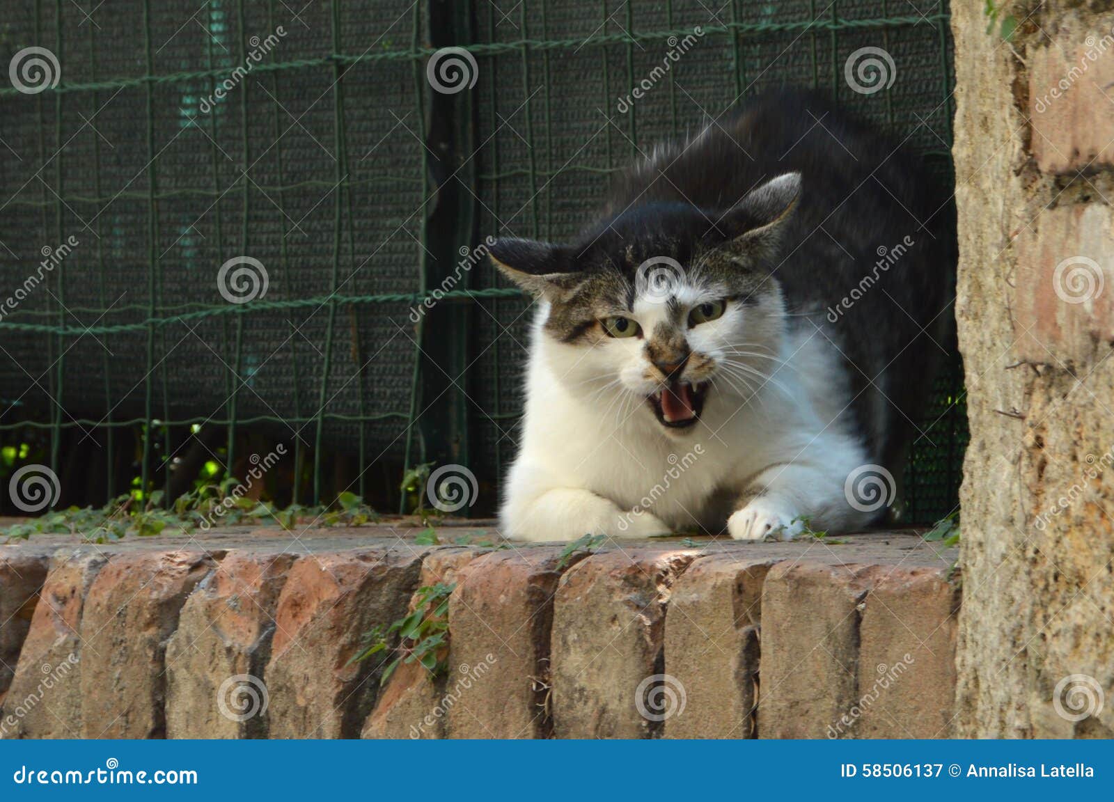 Boze Kat stock afbeelding. Image of mond, strijd, vrees - 58506137