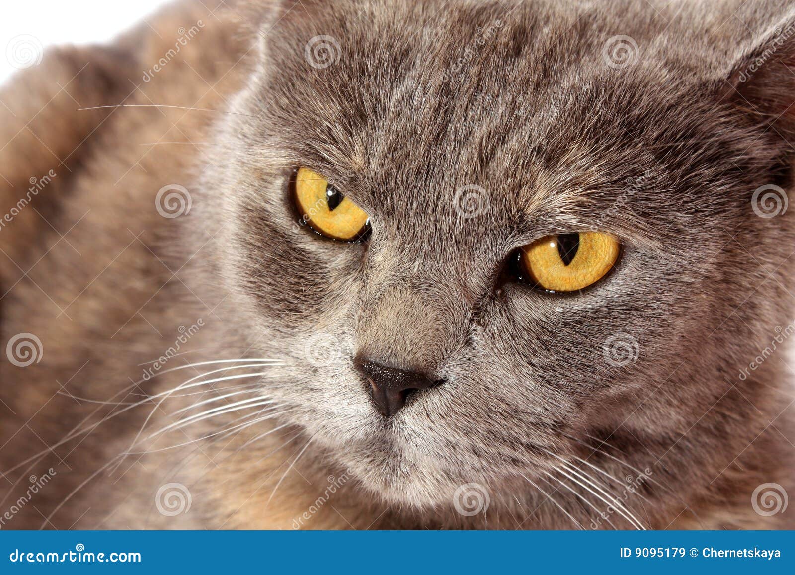 Boze kat stock afbeelding. Image of katachtig, zacht, dier - 9095179