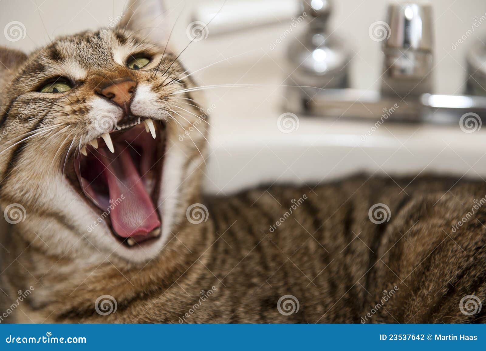 Boze kat in de gootsteen stock foto. Image of vermoeid - 23537642