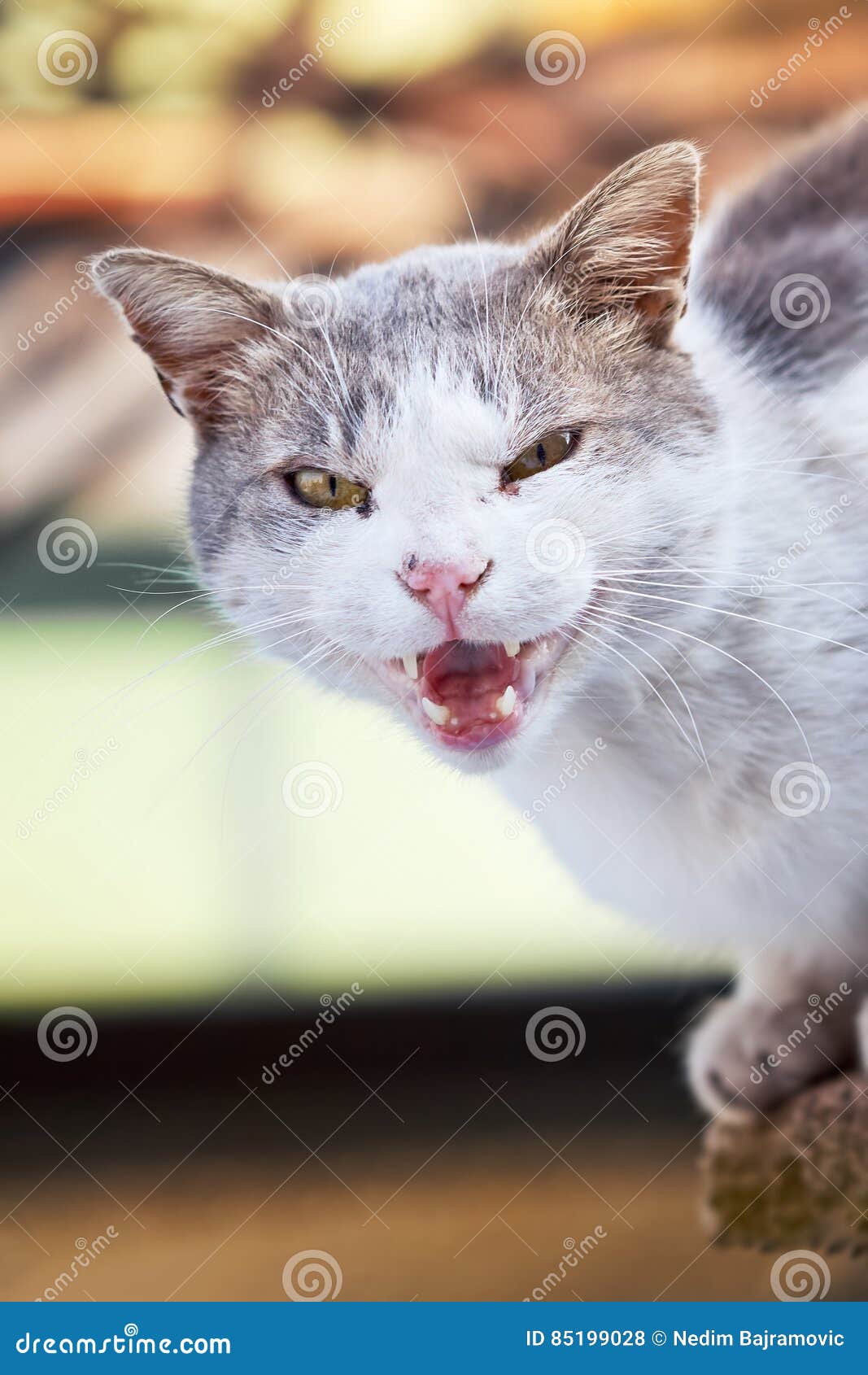 Boze Kat Die Camera Bekijken Stock Foto - Image of portret, leuk: 85199028