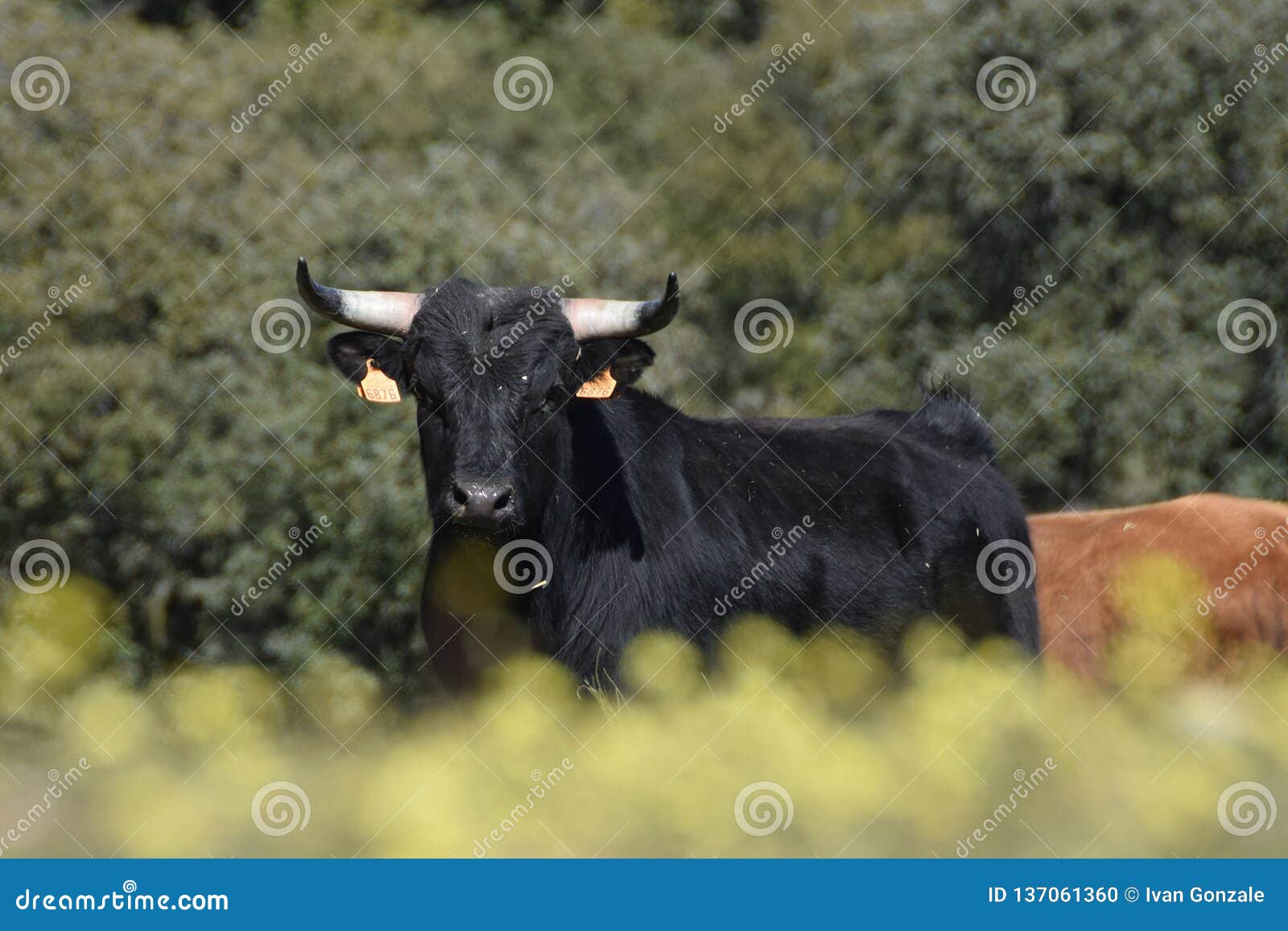 Boze Moedige Stier stock foto. Image of bravo, indrukwekkend - 137061360