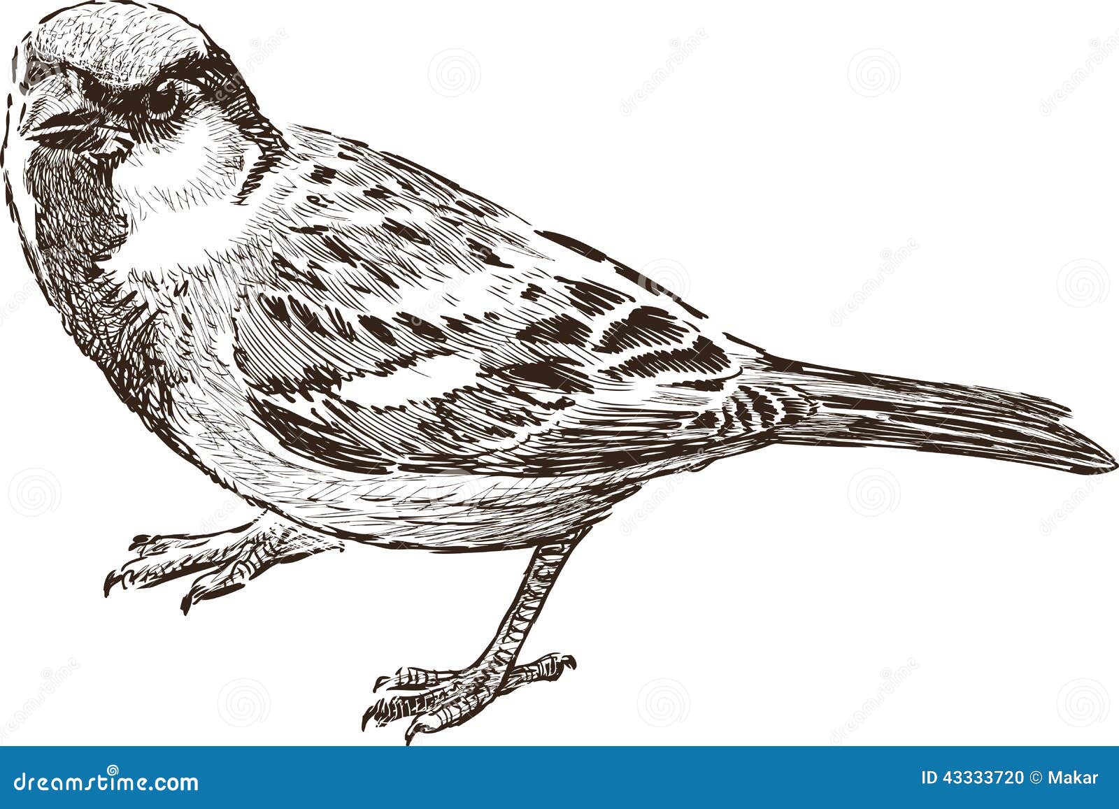 Boze mus vector illustratie. Illustration of vogel, tekening - 43333720