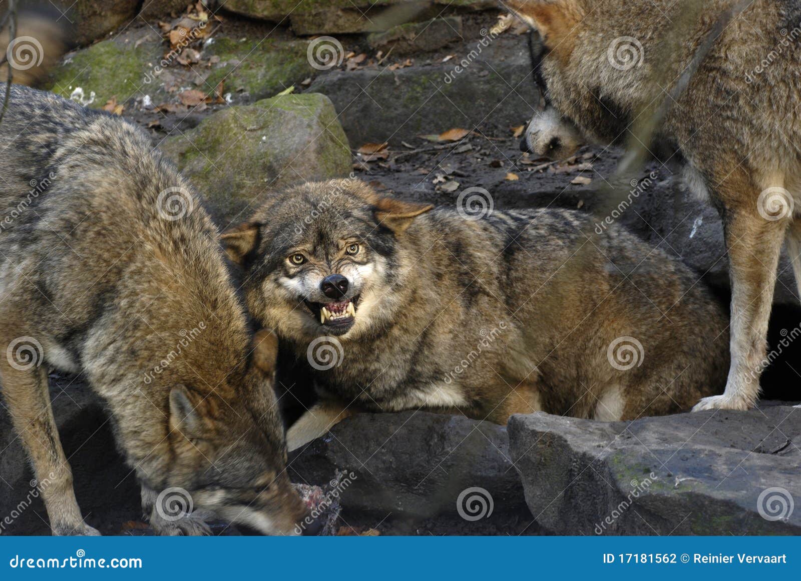 Boze wolf stock foto. Image of bont, ogen, dieren, voeten - 17181562