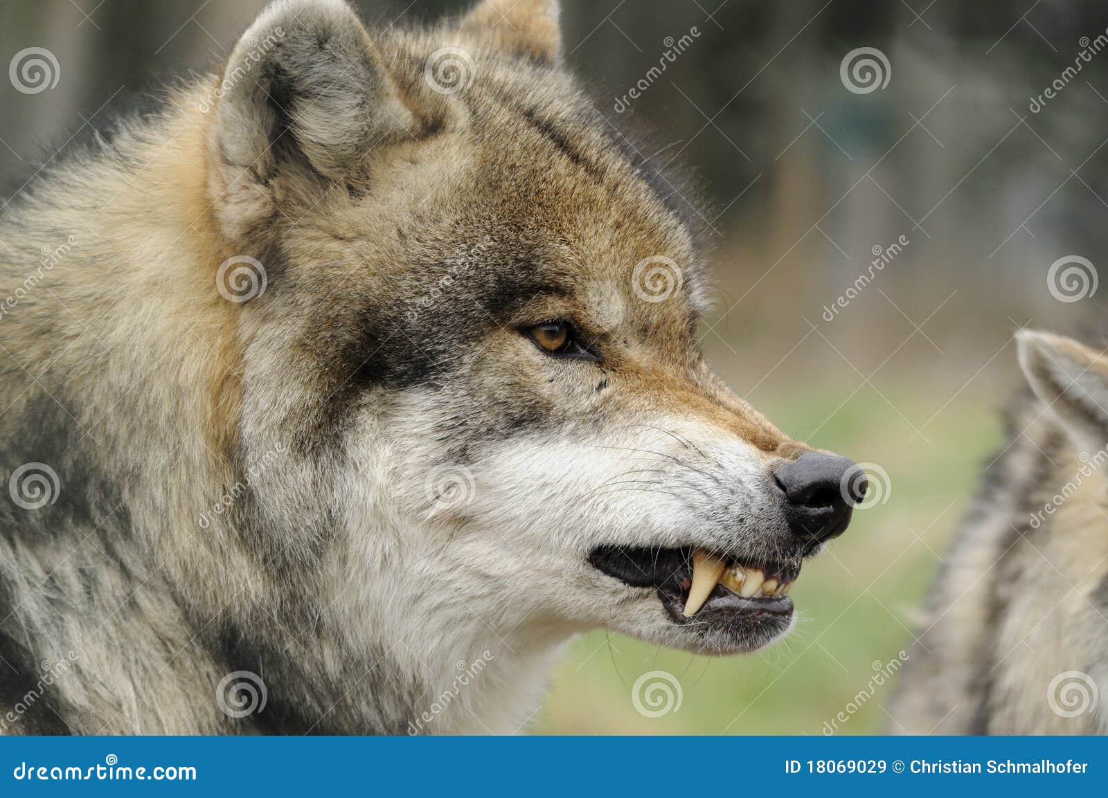 Boze Wolf stock afbeelding. Image of zeldzaam, pakken - 18069029
