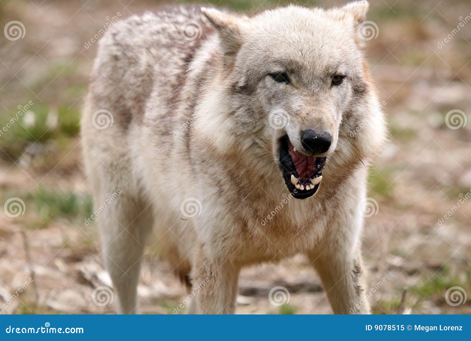 Boze Wolf stock afbeelding. Image of buiten, carnivoor - 9078515