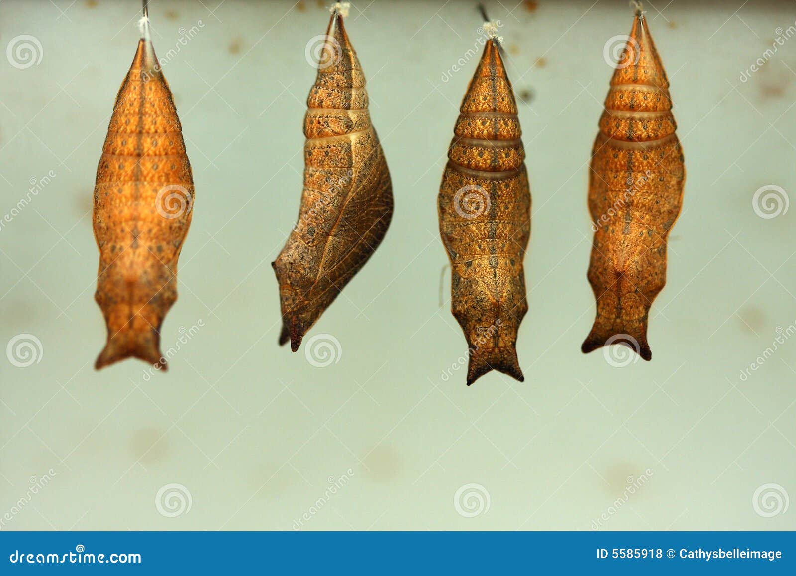 Bozzolo fotografia stock. Immagine di insetti, vita, farfalla - 5585918