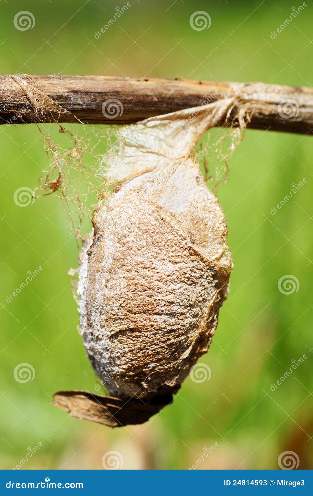 Bozzolo Del Lepidottero Di Cecropia Immagine Stock - Immagine di natura ...