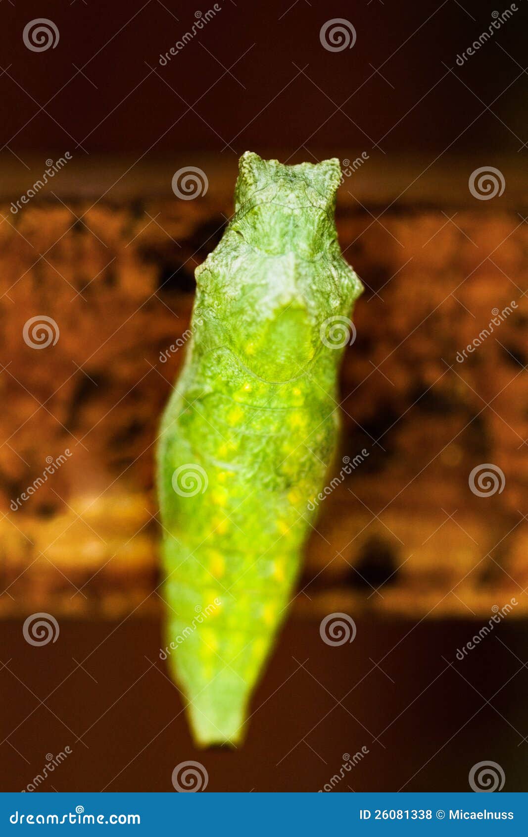 Bozzolo della farfalla fotografia stock. Immagine di insetto - 26081338