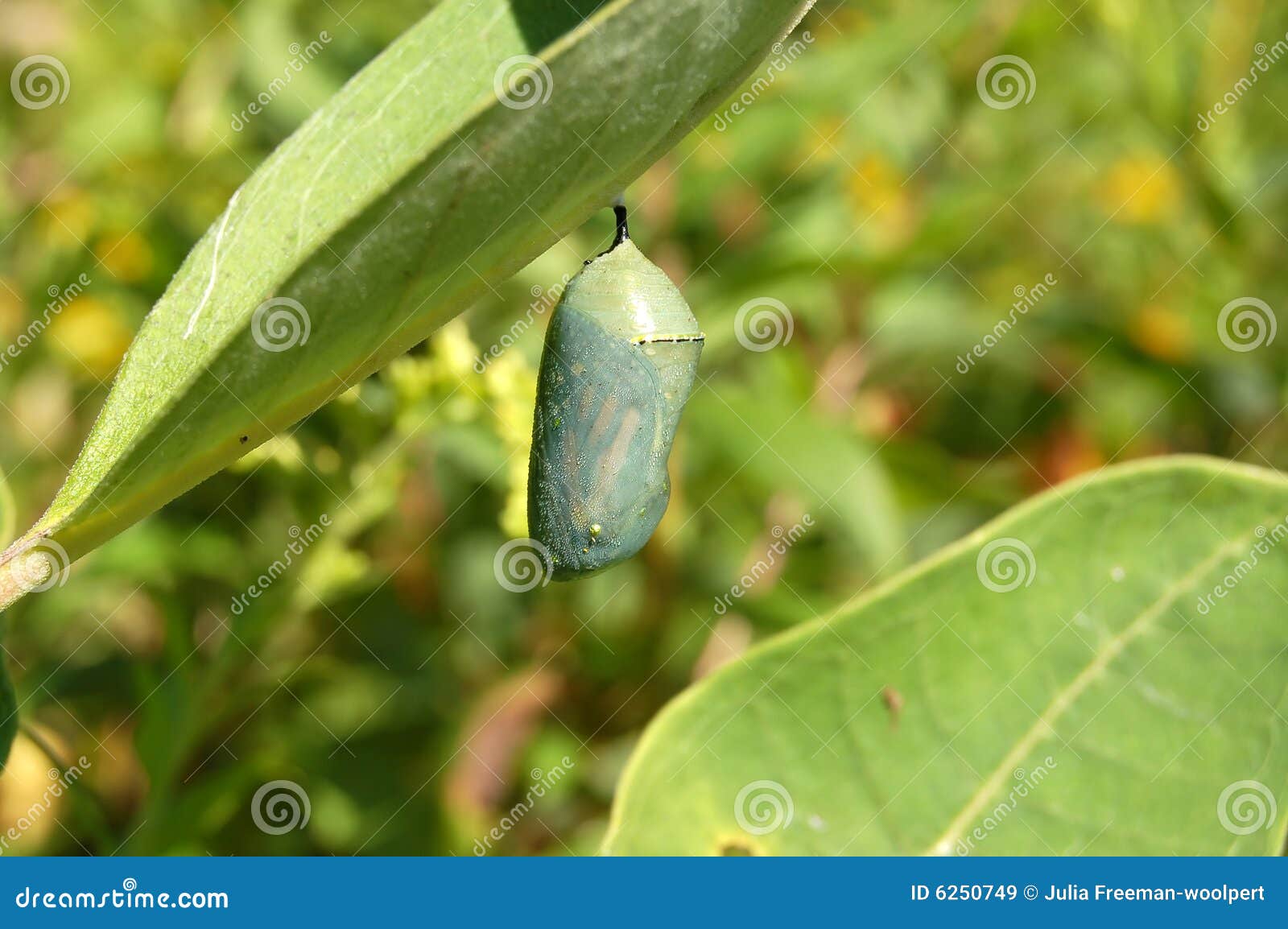 Bozzolo della farfalla immagine stock. Immagine di bruco - 6250749