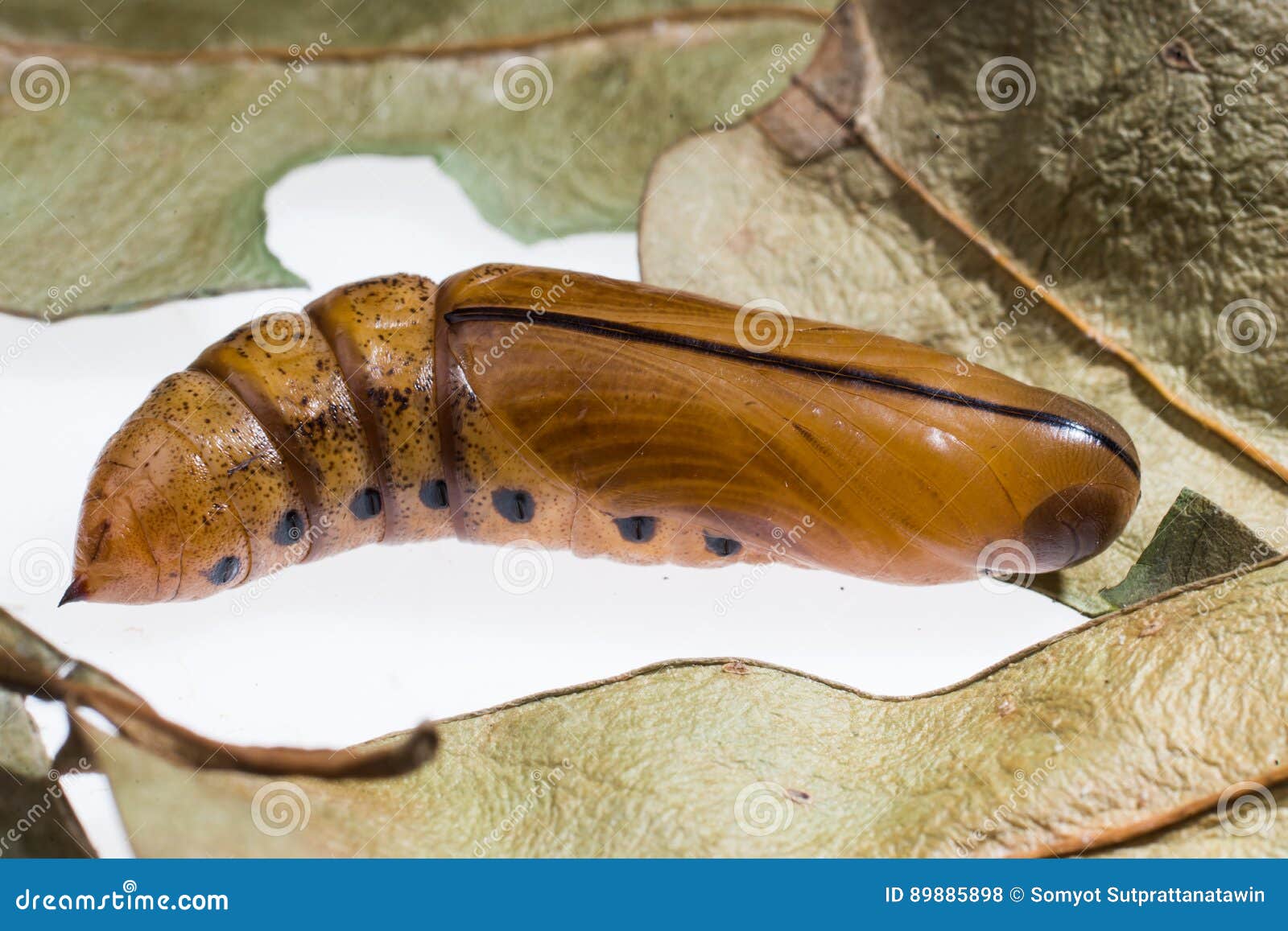 Bozzolo della farfalla fotografia stock. Immagine di vita - 89885898