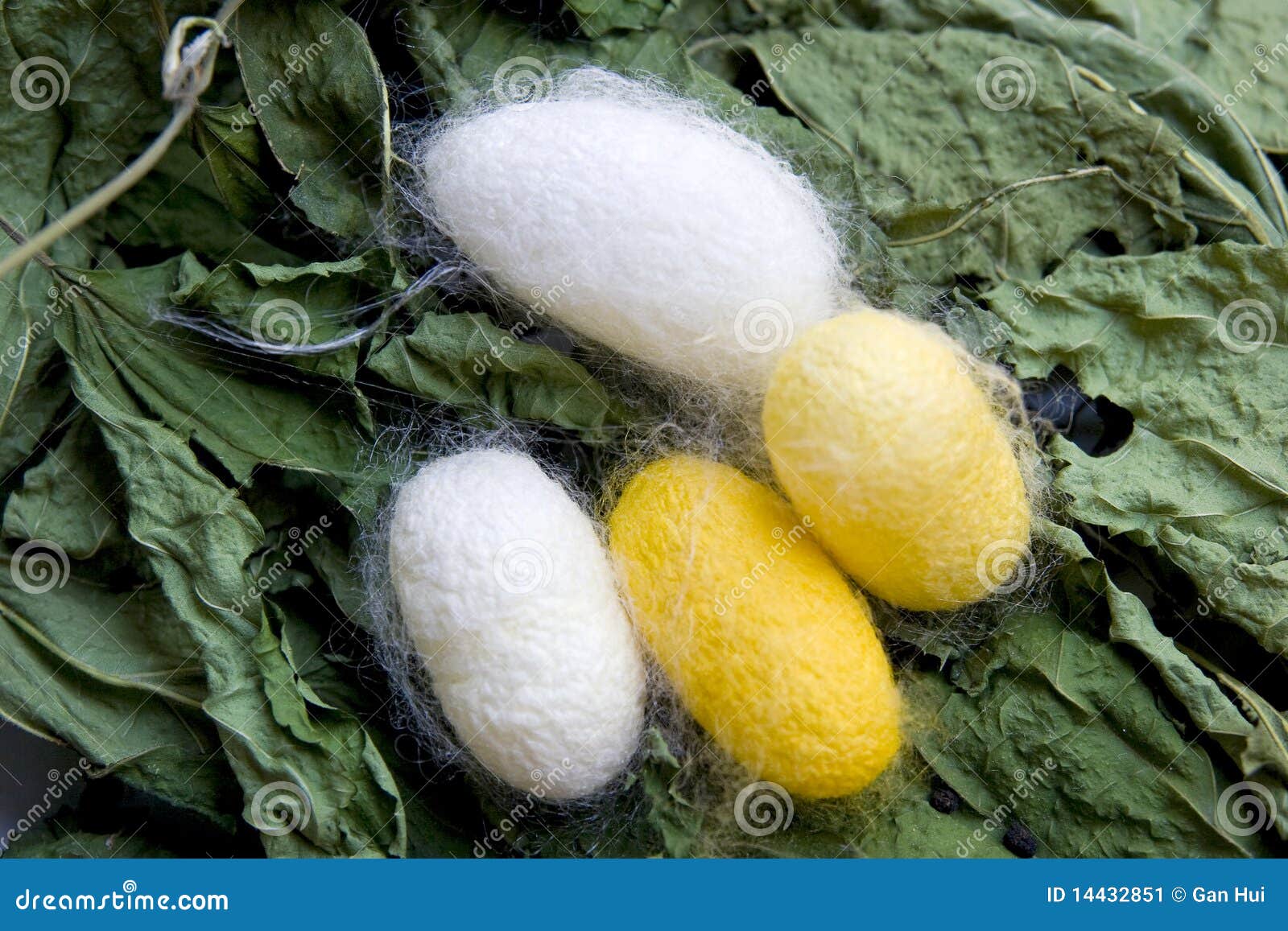 Bozzolo Nel Colore Giallo E Bianco Immagine Stock - Immagine di monarca ...