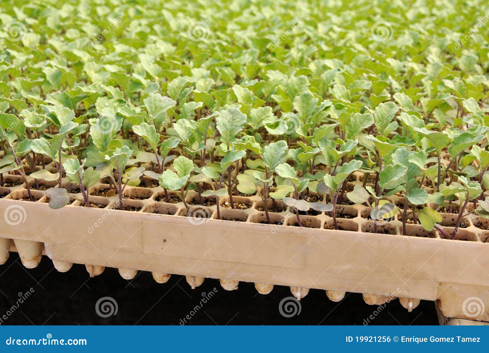 Bróculi del brote foto de archivo. Imagen de adentro - 19921256