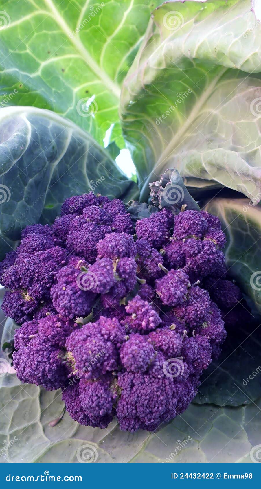 Bróculos Sprouting E Repolho Roxos Orgânicos Foto de Stock - Imagem de ...