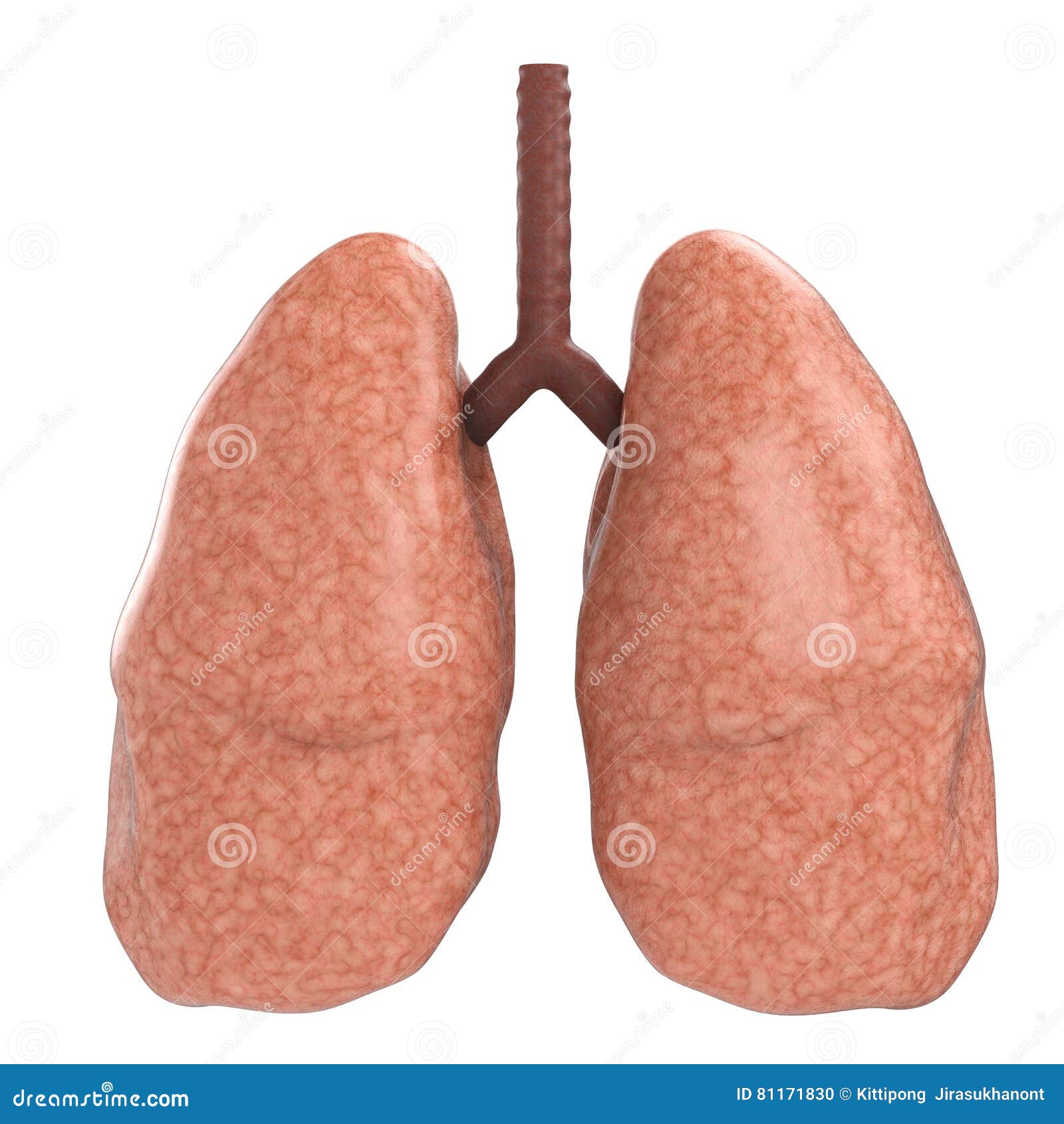 Bra lungor arkivfoto. Bild av isolerat, anatomical, bronkiol - 81171830