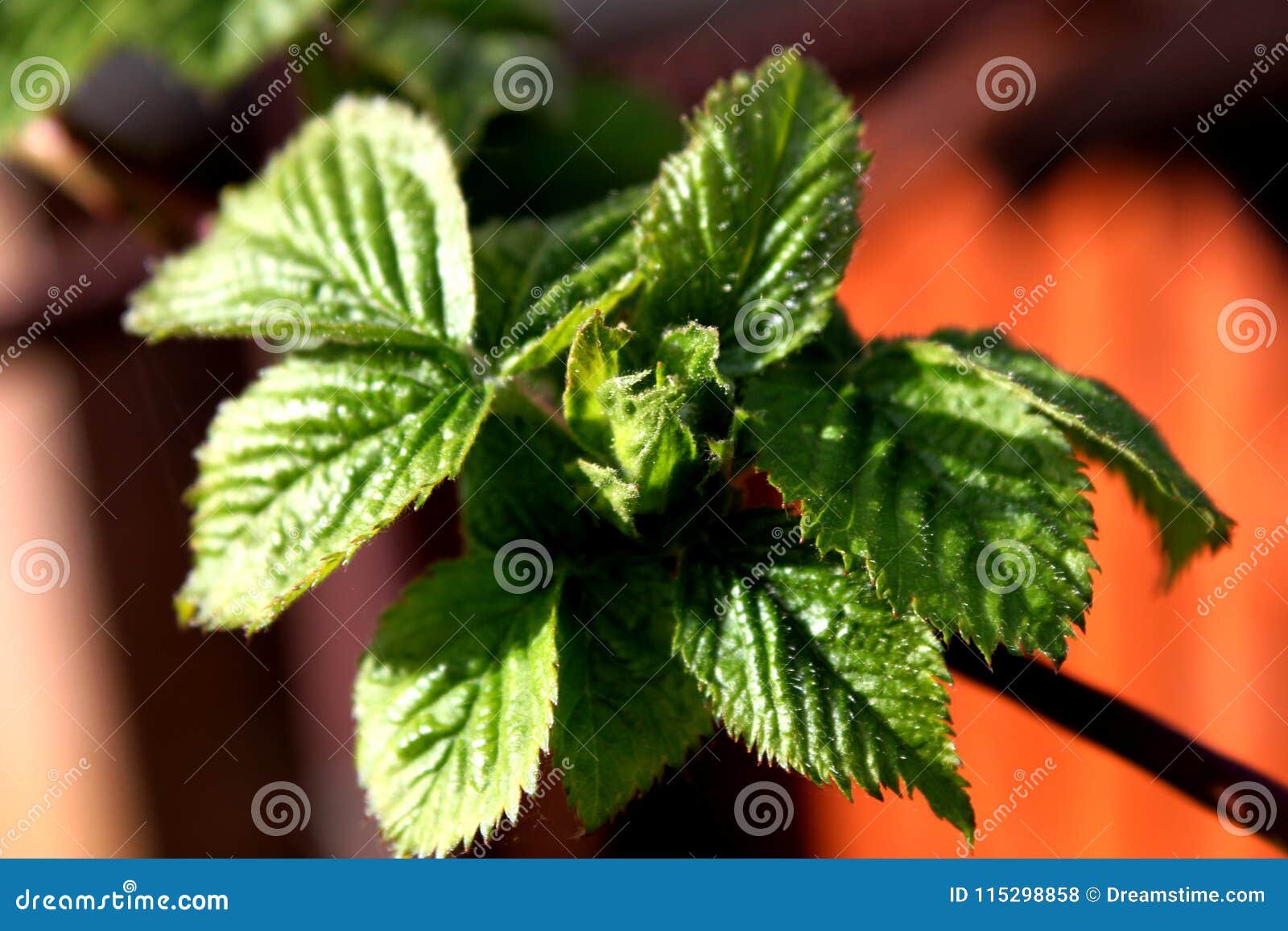 Braam stock foto. Image of verfraai, kersen, mooi, vogels - 115298858