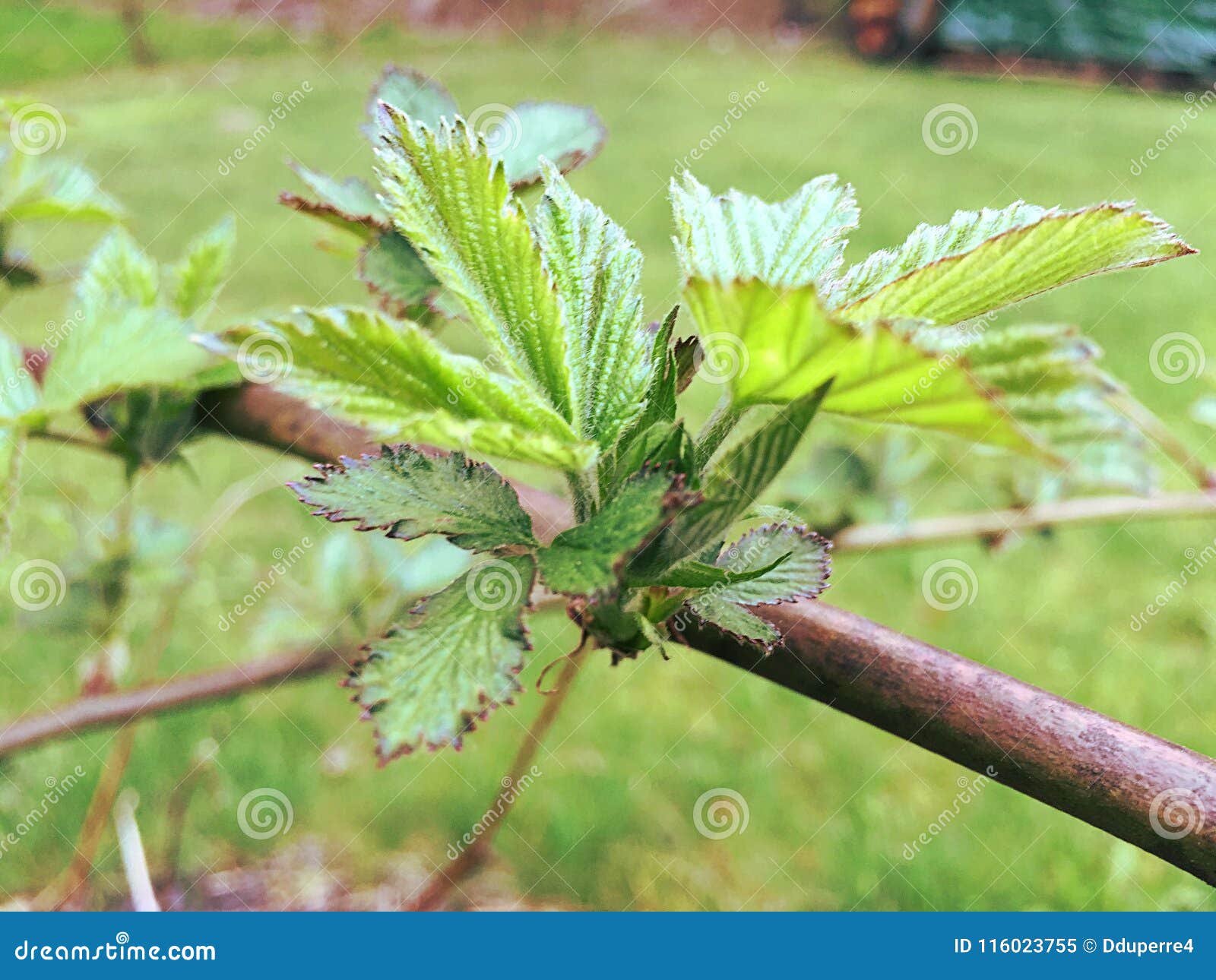 Braam stock afbeelding. Image of groen, groei, struik - 116023755