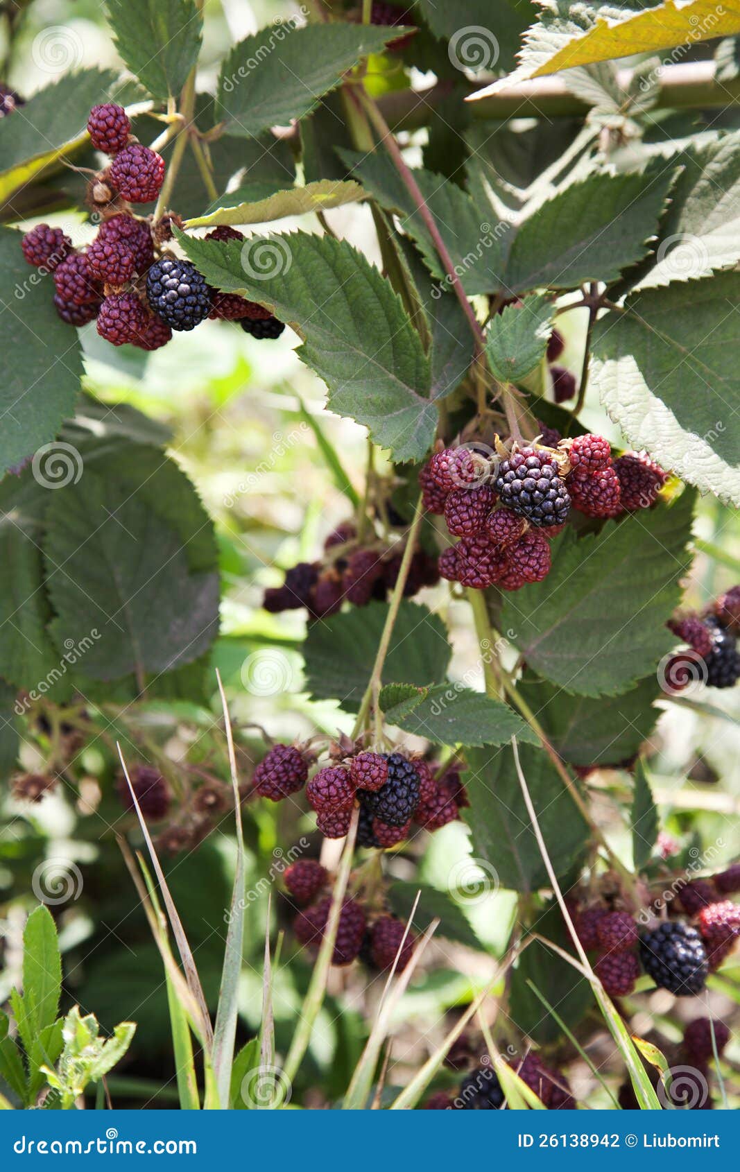 Braam stock foto. Image of organisch, groei, struik, macro - 26138942