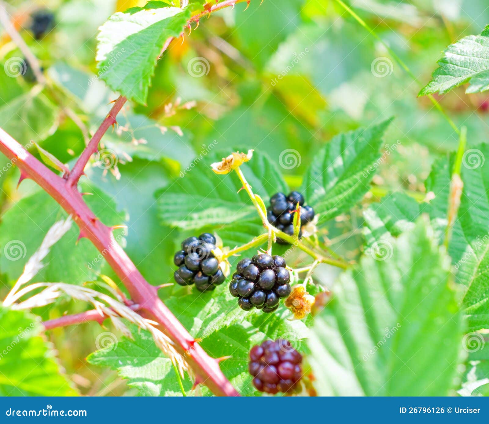 Braam stock foto. Image of plukken, purper, buiten, framboos - 26796126