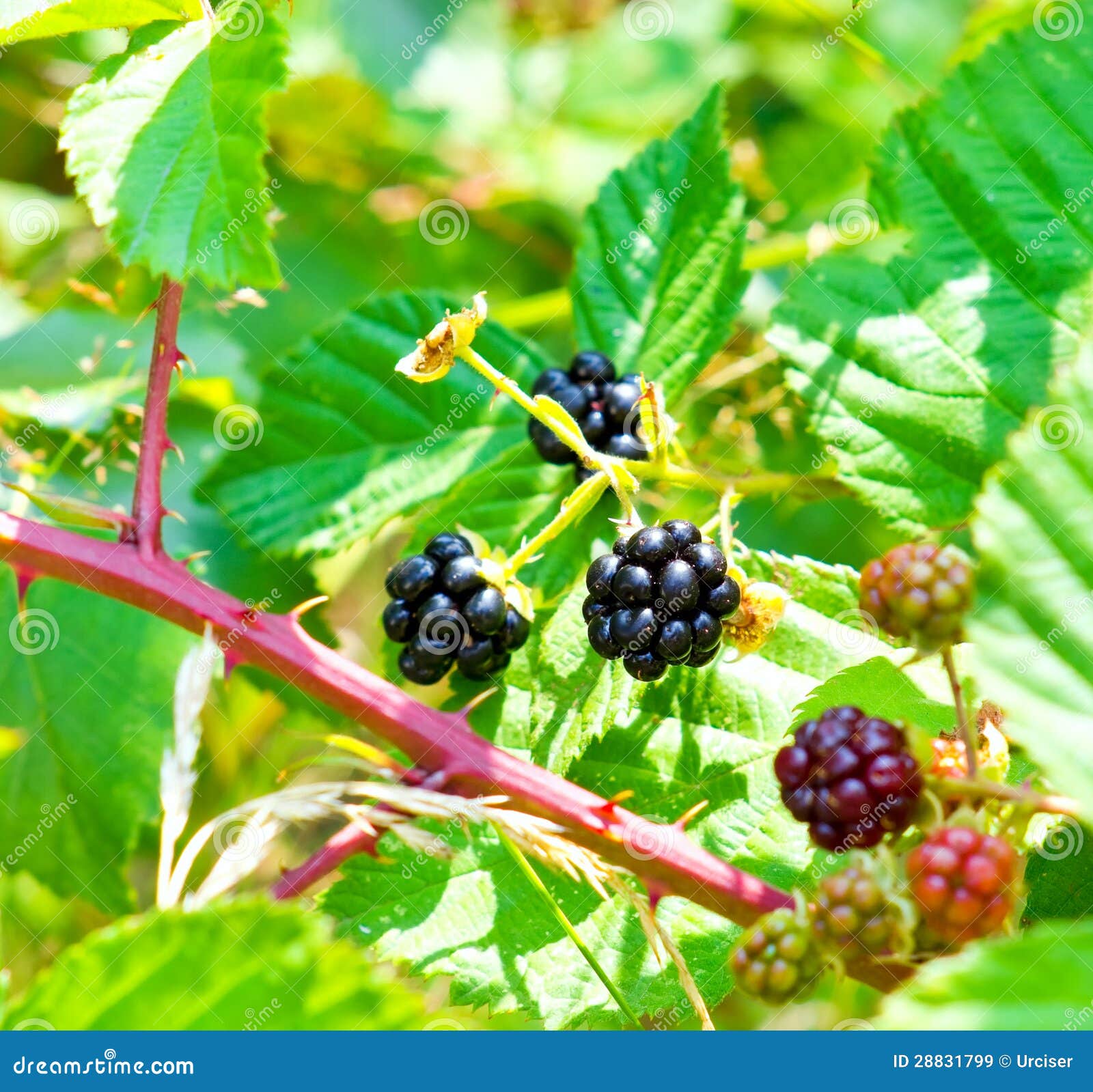 Braam stock afbeelding. Image of groen, rood, zwart, blad - 28831799