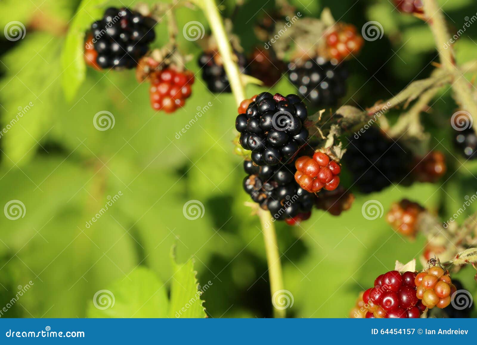 Braam stock afbeelding. Image of struik, sappig, organisch - 64454157