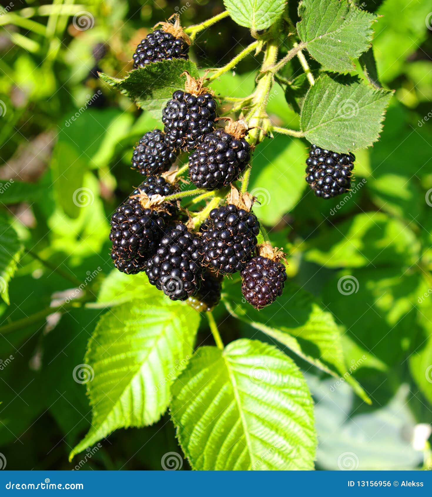 Braambes stock foto. Image of braambes, zoet, rijp, voedsel - 13156956
