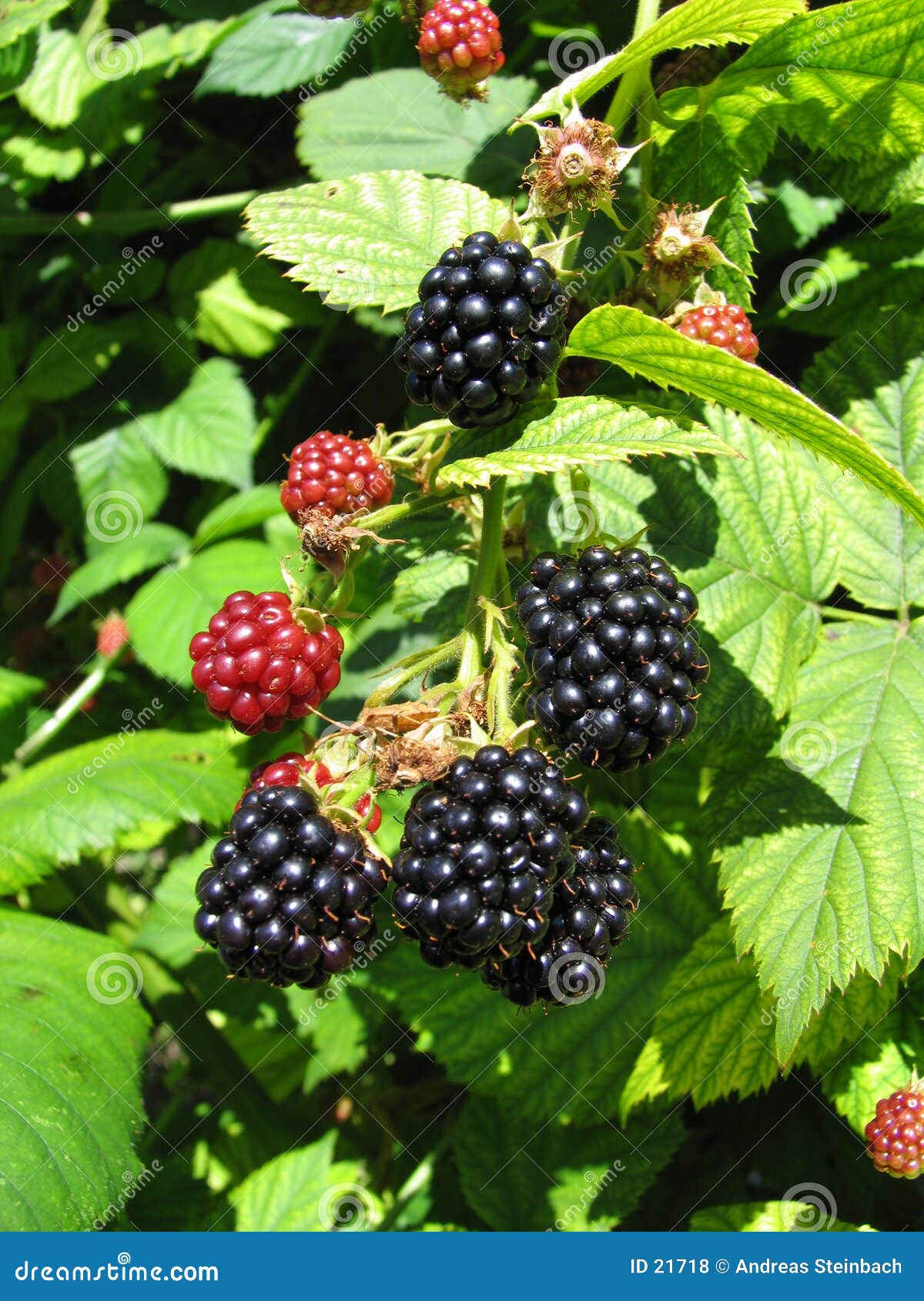 Braambessen 2/2 stock foto. Image of groen, rijp, rood, nave - 21718