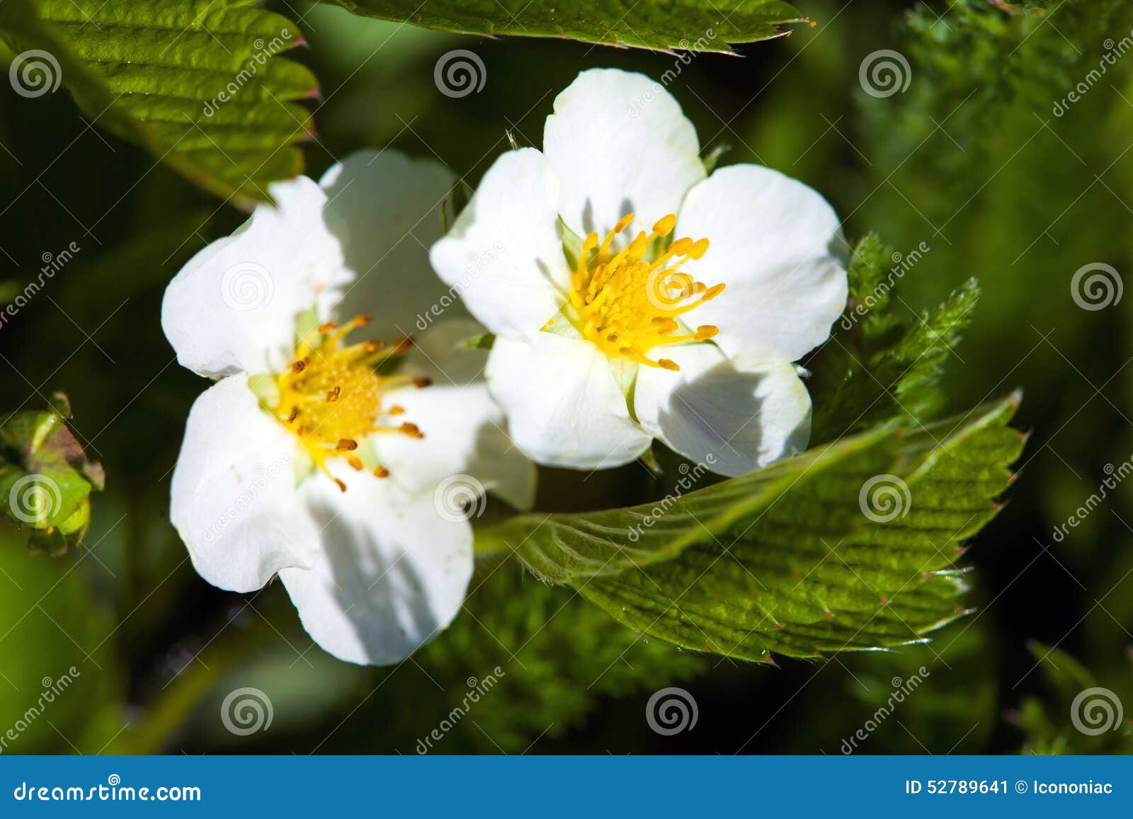 Braambloemen (Rubus-fruticosa) Stock Afbeelding - Image of tuin, knop ...