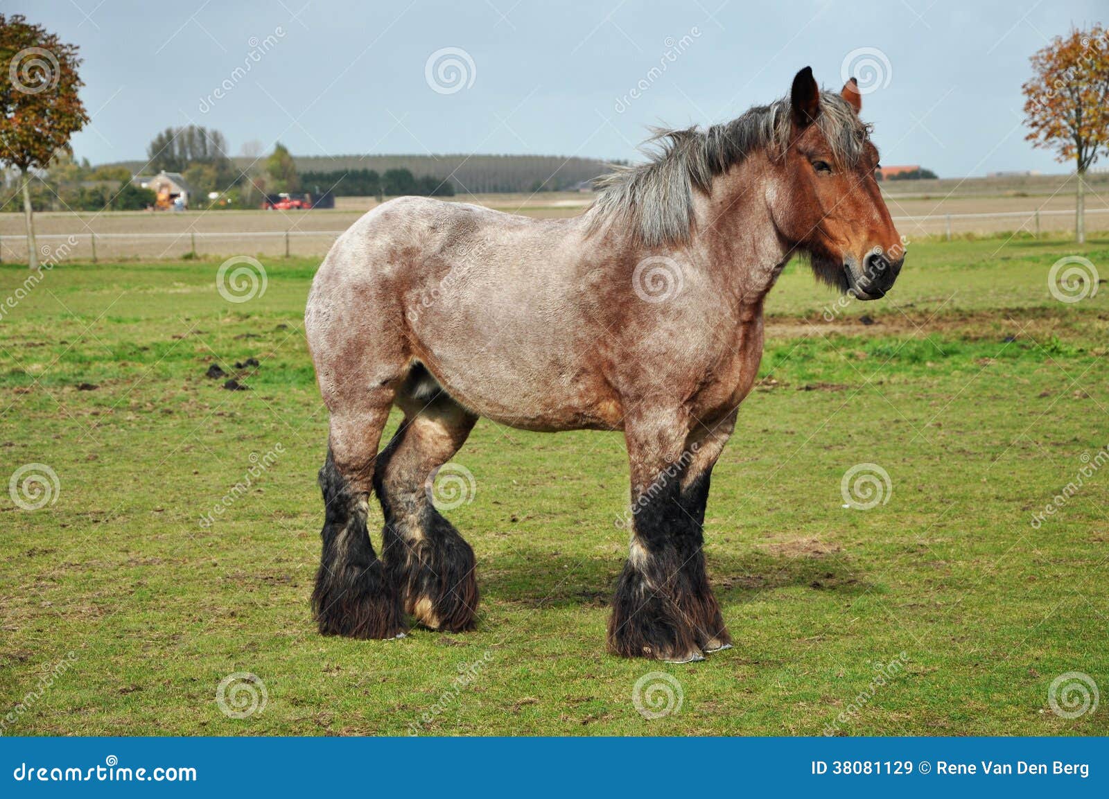 Brabancon stock image. Image of front, brown, draught - 38081129