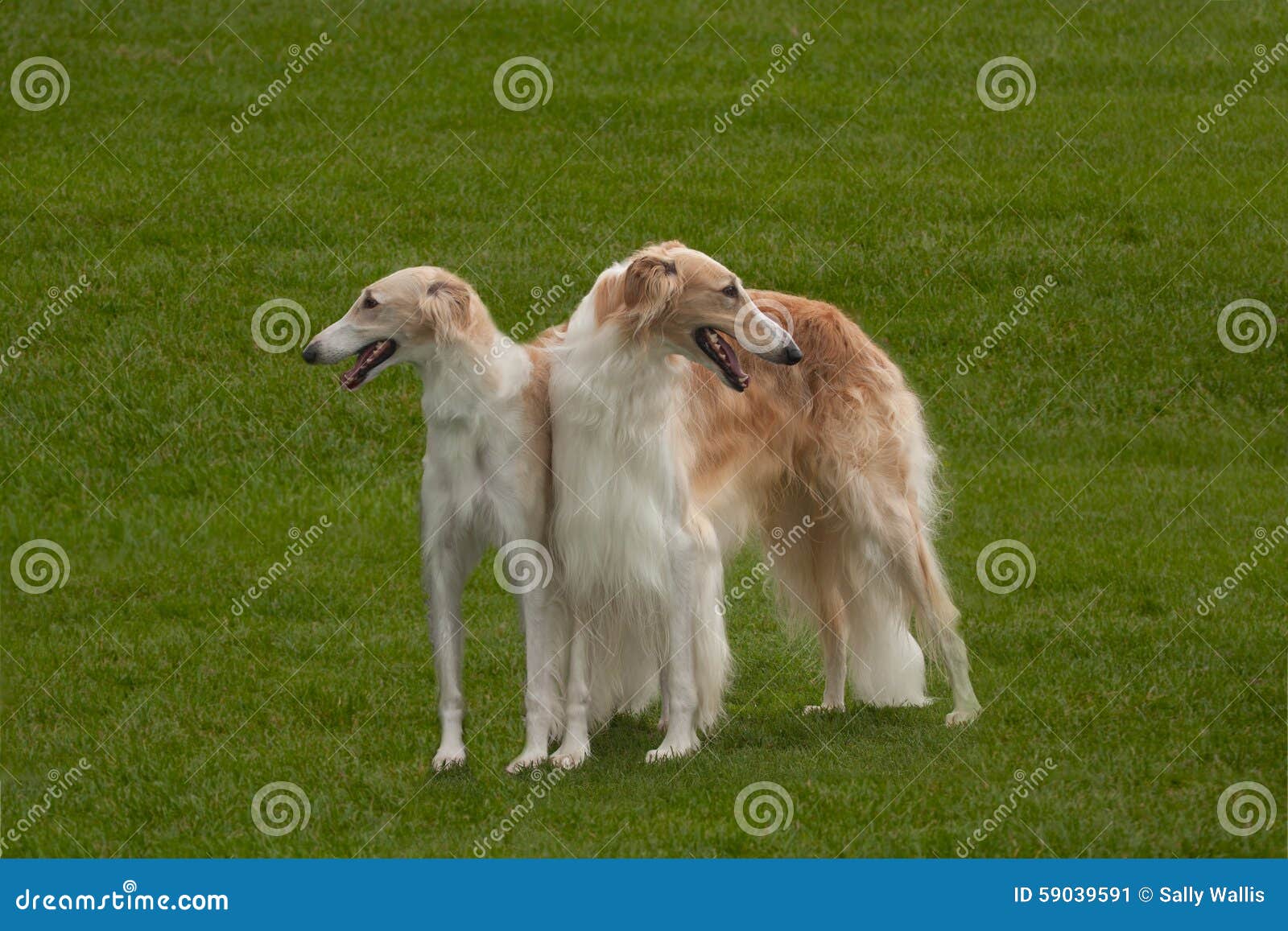Brace of Borzois stock image. Image of field, tails, mammals - 59039591