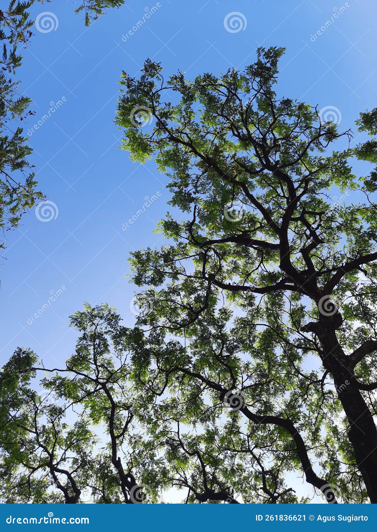 Brach stock image. Image of forest, plant, produce, autumn - 261836621