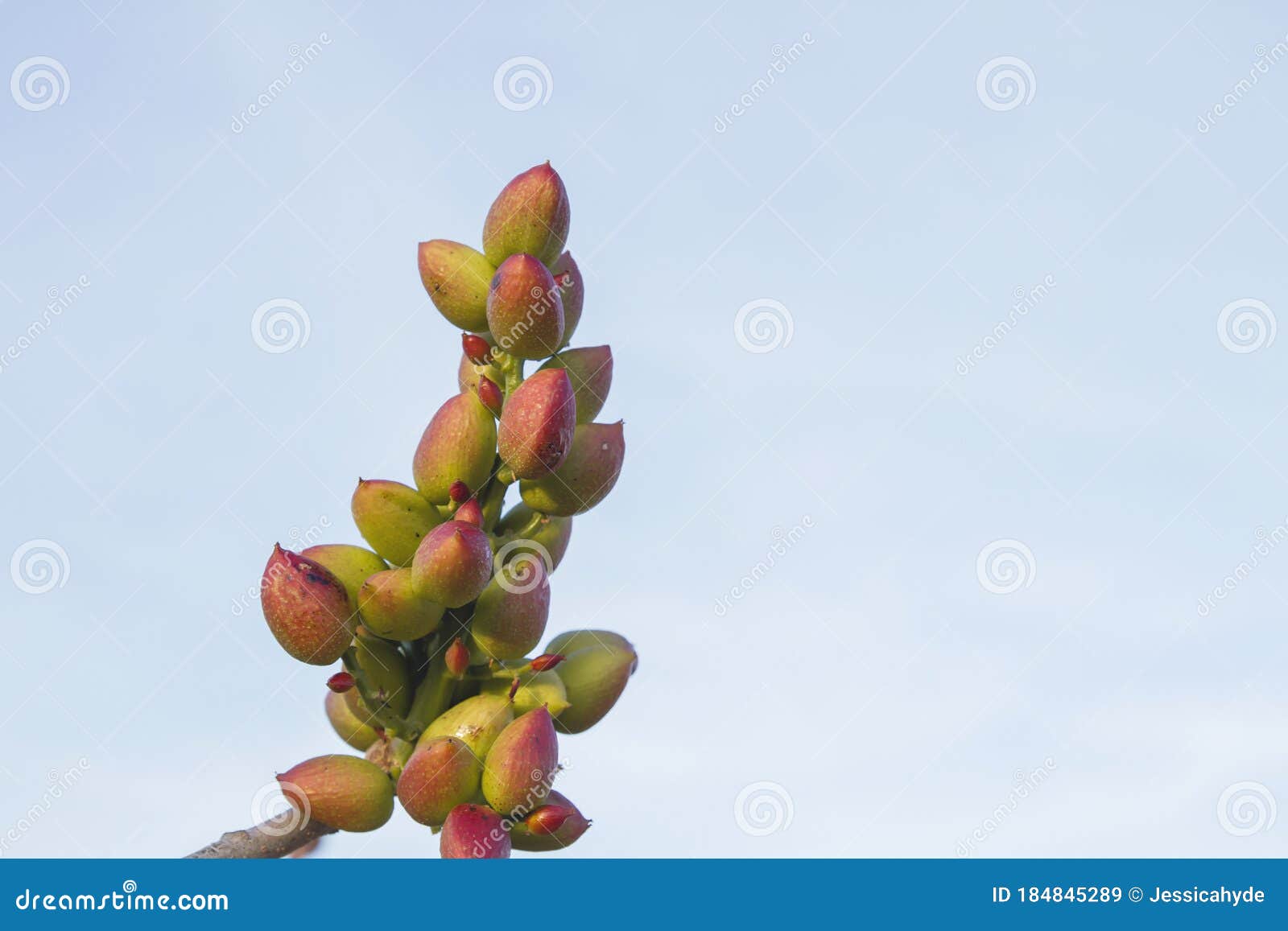 A Brach of Pistacia Vera Tree with Fruits Stock Image - Image of close ...