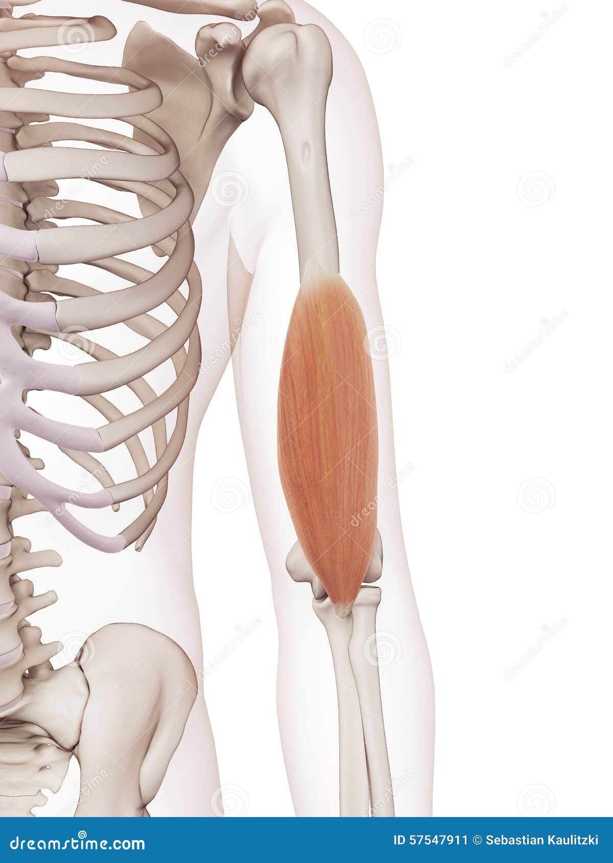 Brachialis Muscle. Trigger Points In The Arm Royalty-Free Stock Image ...