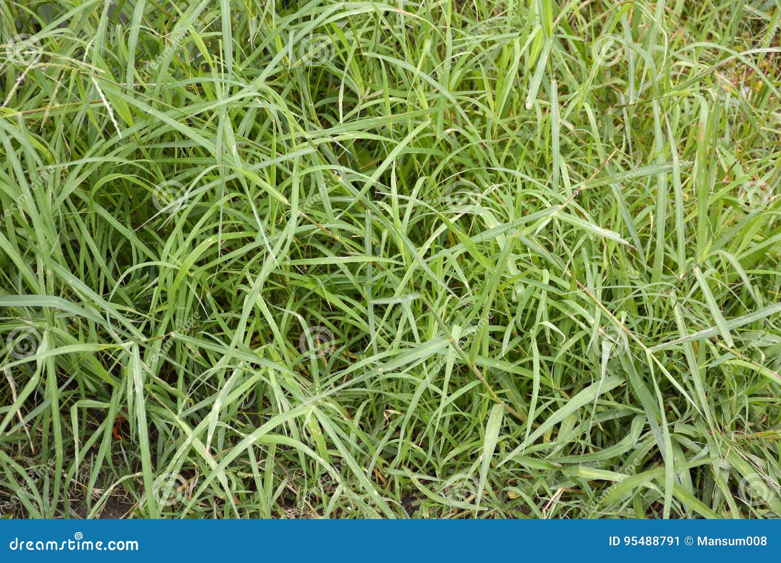 Brachiaria Mutica Grass Stock Photos - Free & Royalty-Free Stock Photos ...