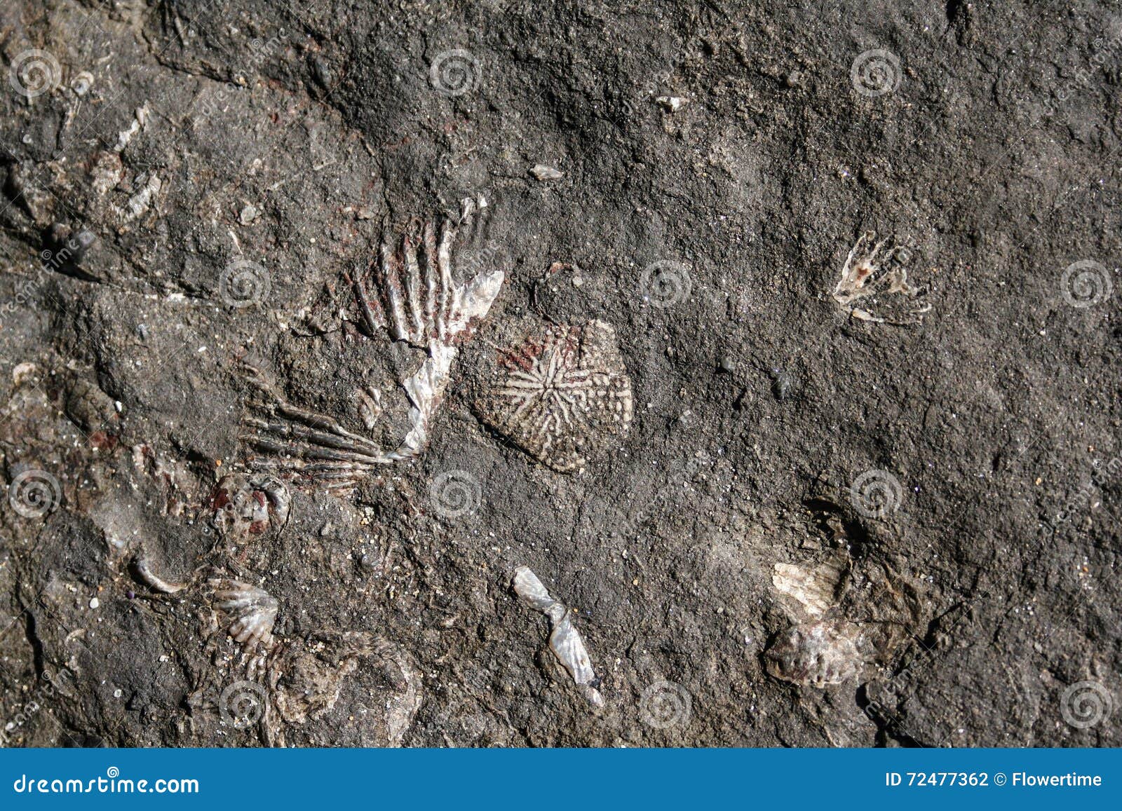 Brachiopod fossils stock photo. Image of fossil, mould - 72477362