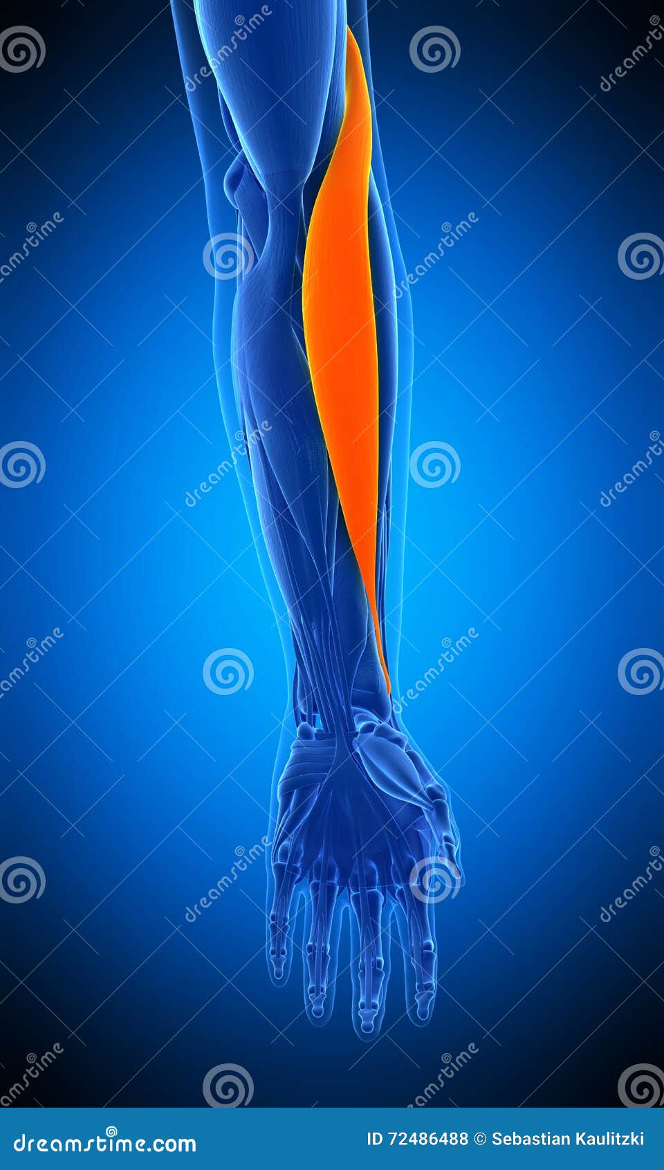 The brachioradialis stock illustration. Illustration of biology - 72486488