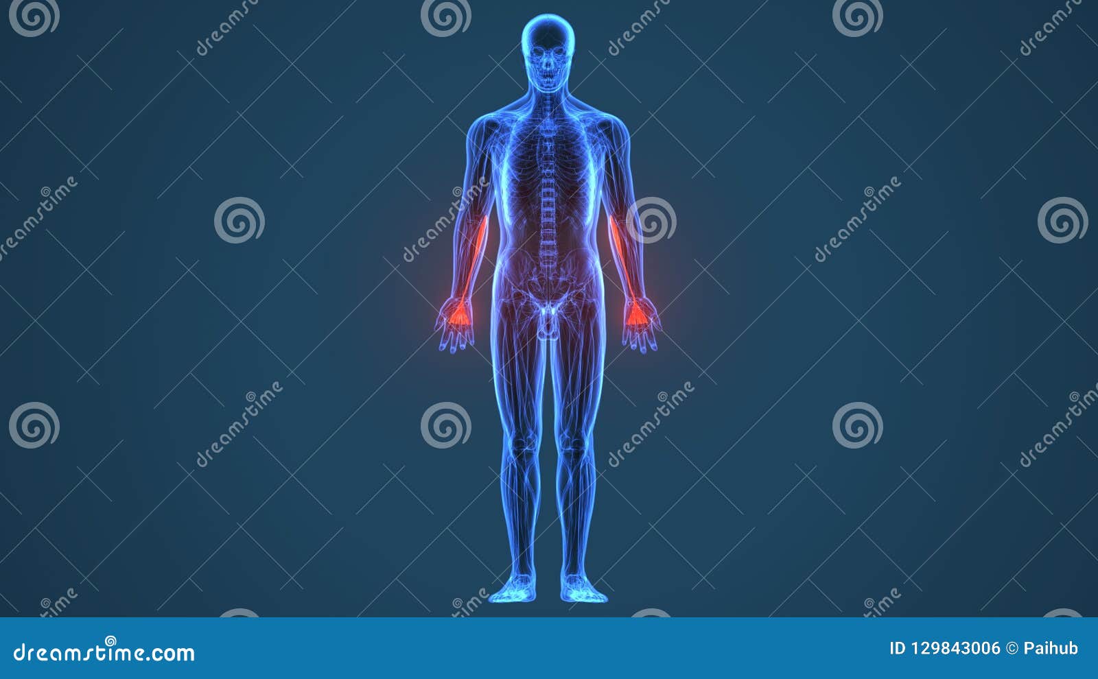Pronation And Supination Medical Term For Hand Movement Outline Diagram ...