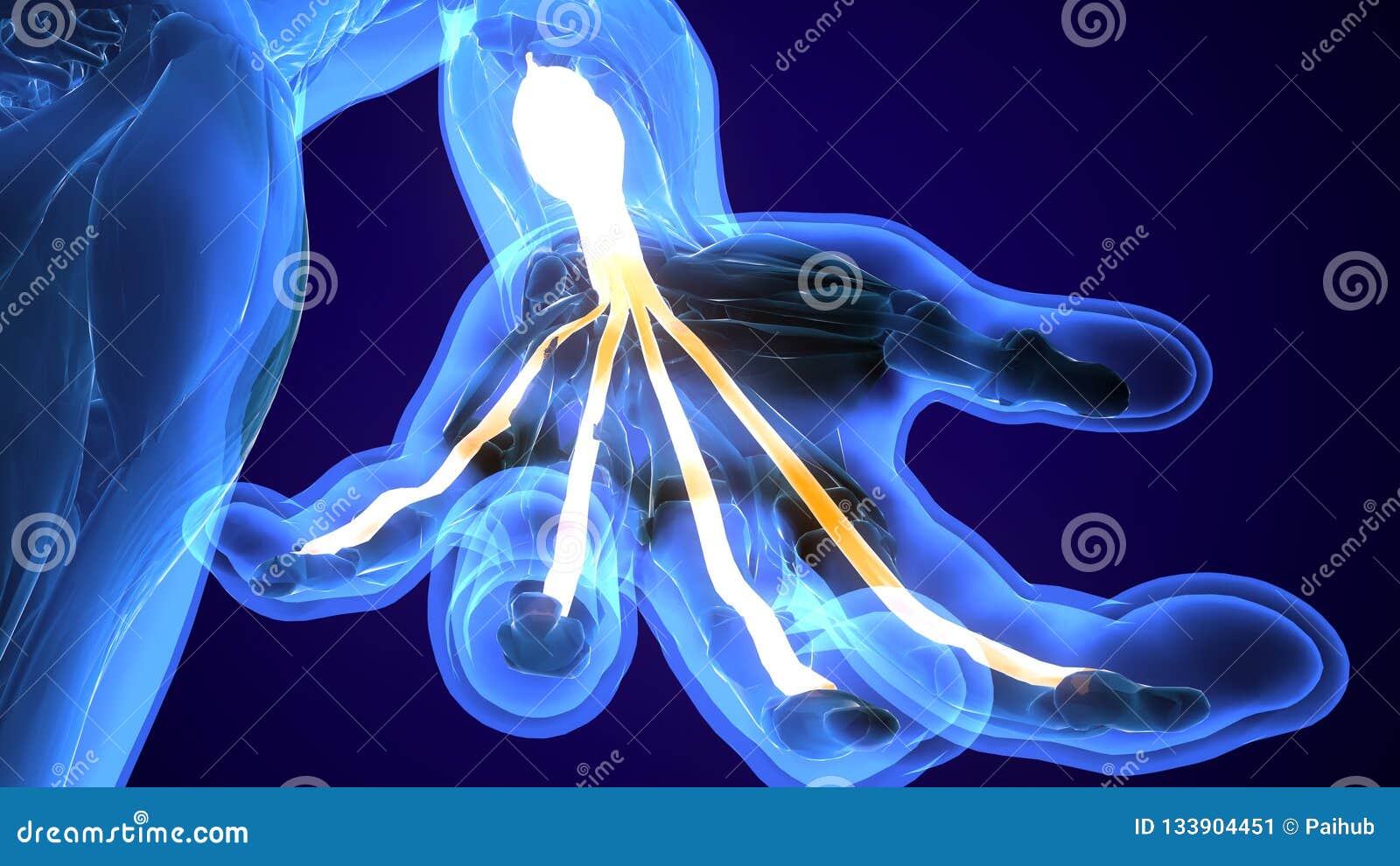 3d Rendered, Medically Accurate Illustration of the Brachioradialis ...